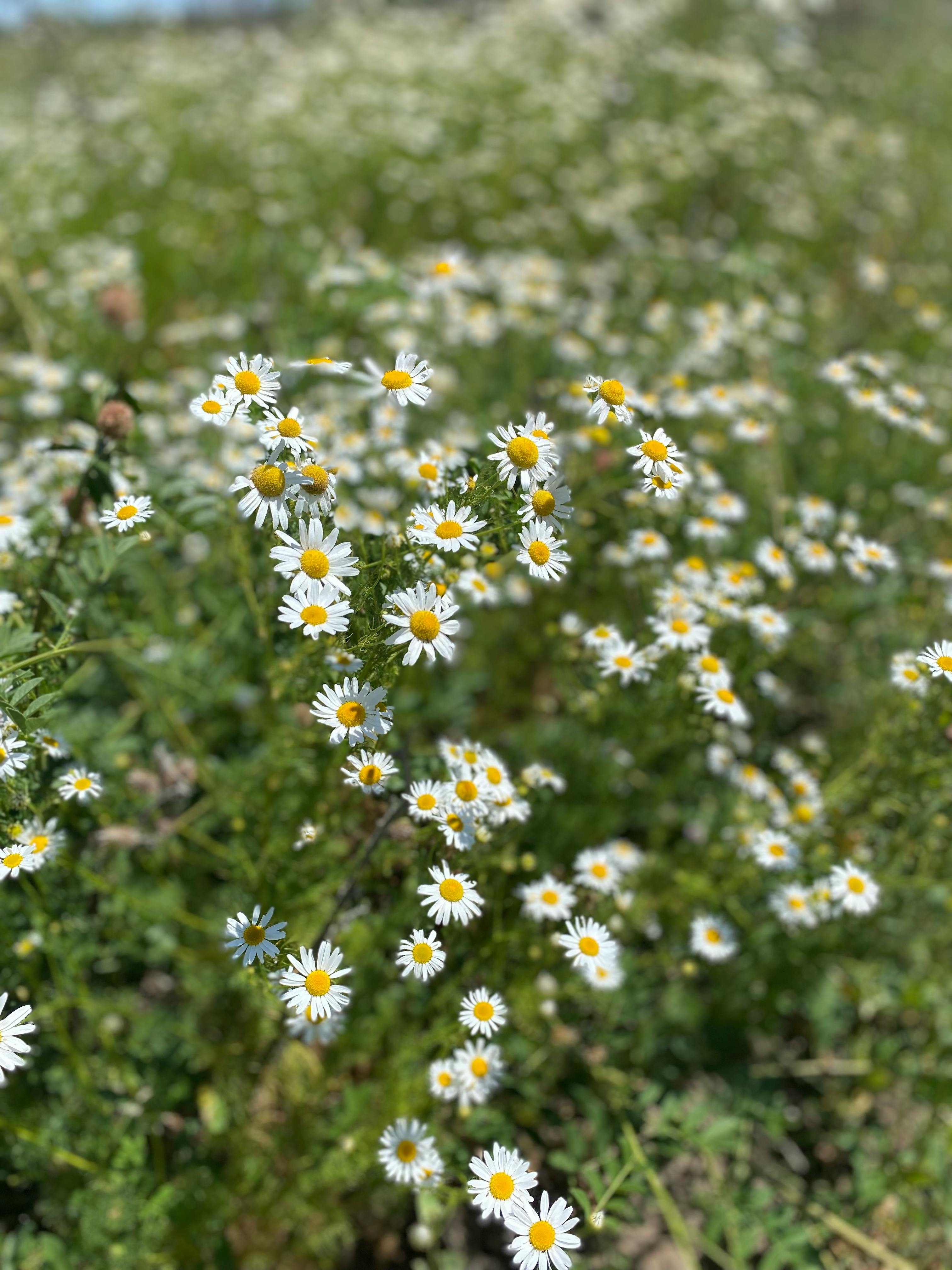 Photo of a Blossoming Camomile Flowers on the Meadow · Free Stock Photo