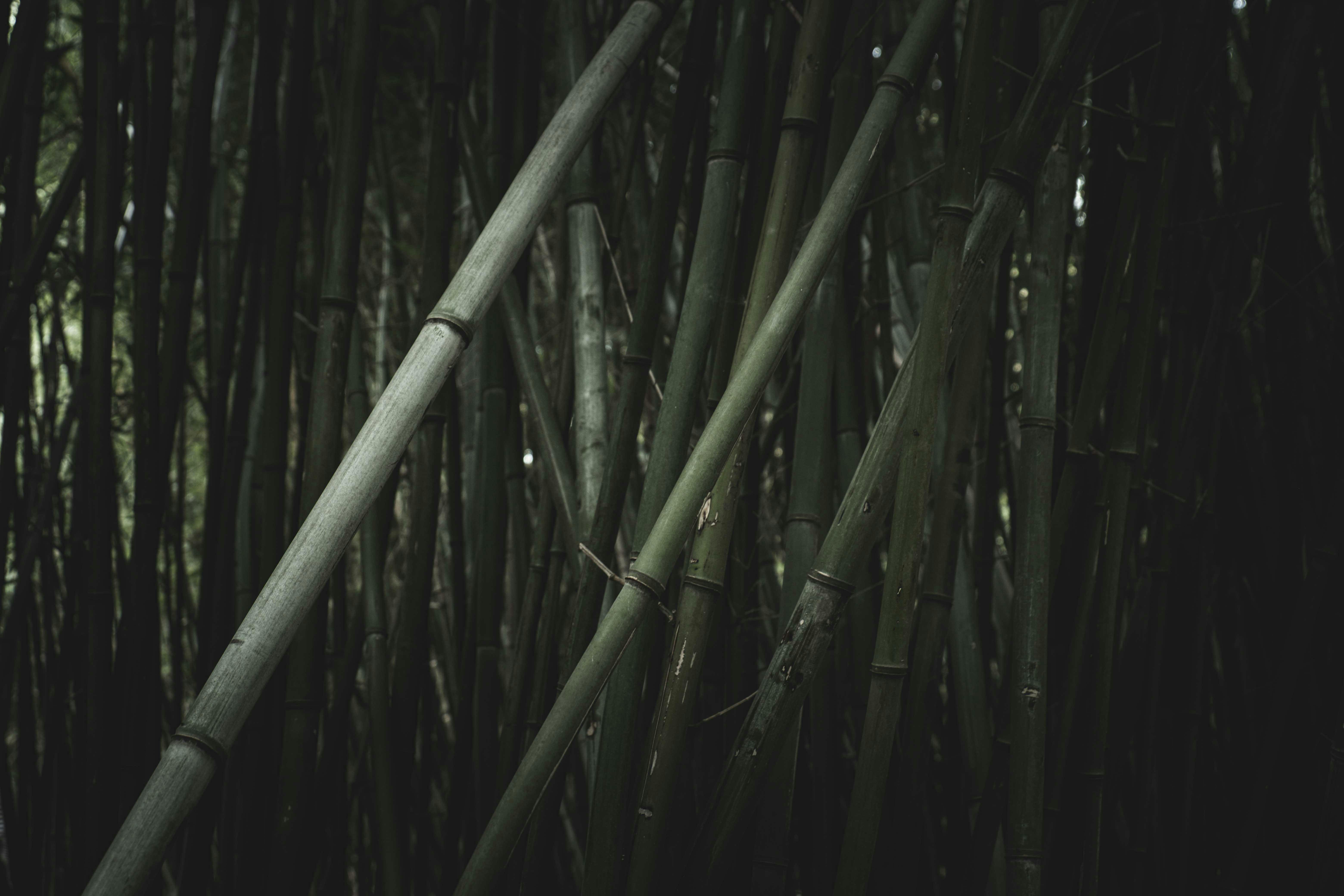 View of Bamboo · Free Stock Photo
