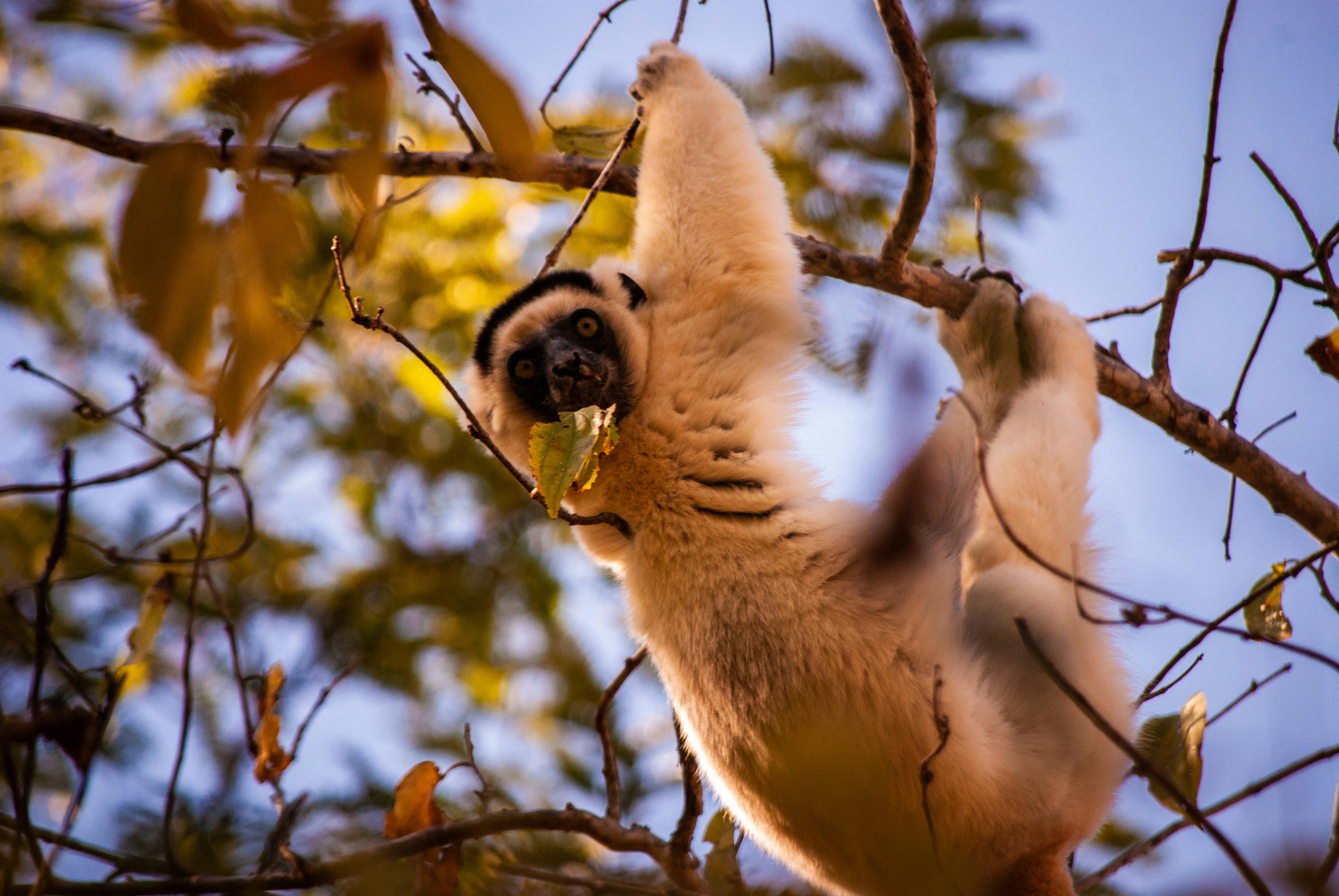 Free stock photo of madagascar, nature, wildlife