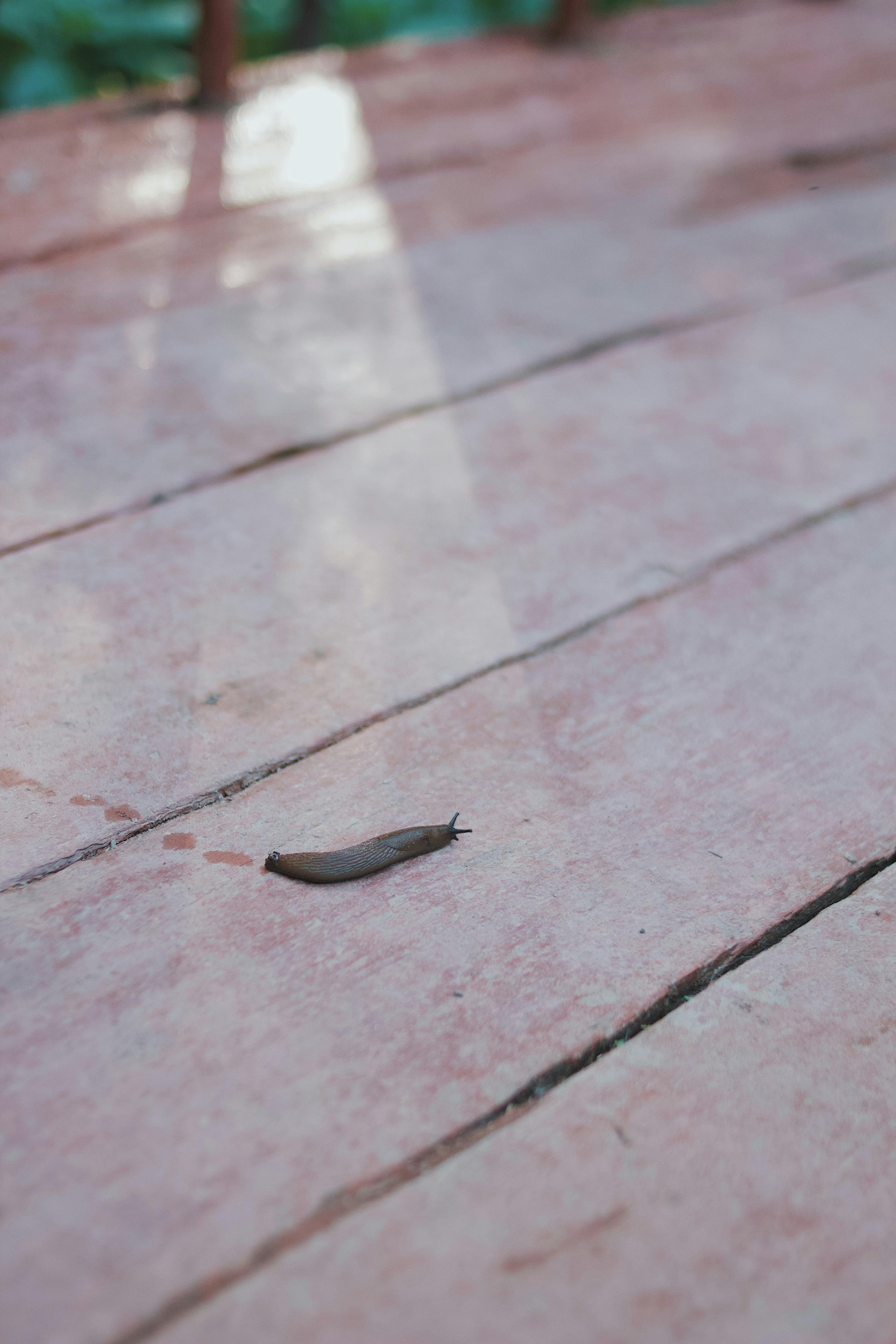 A Slug on the Floor · Free Stock Photo