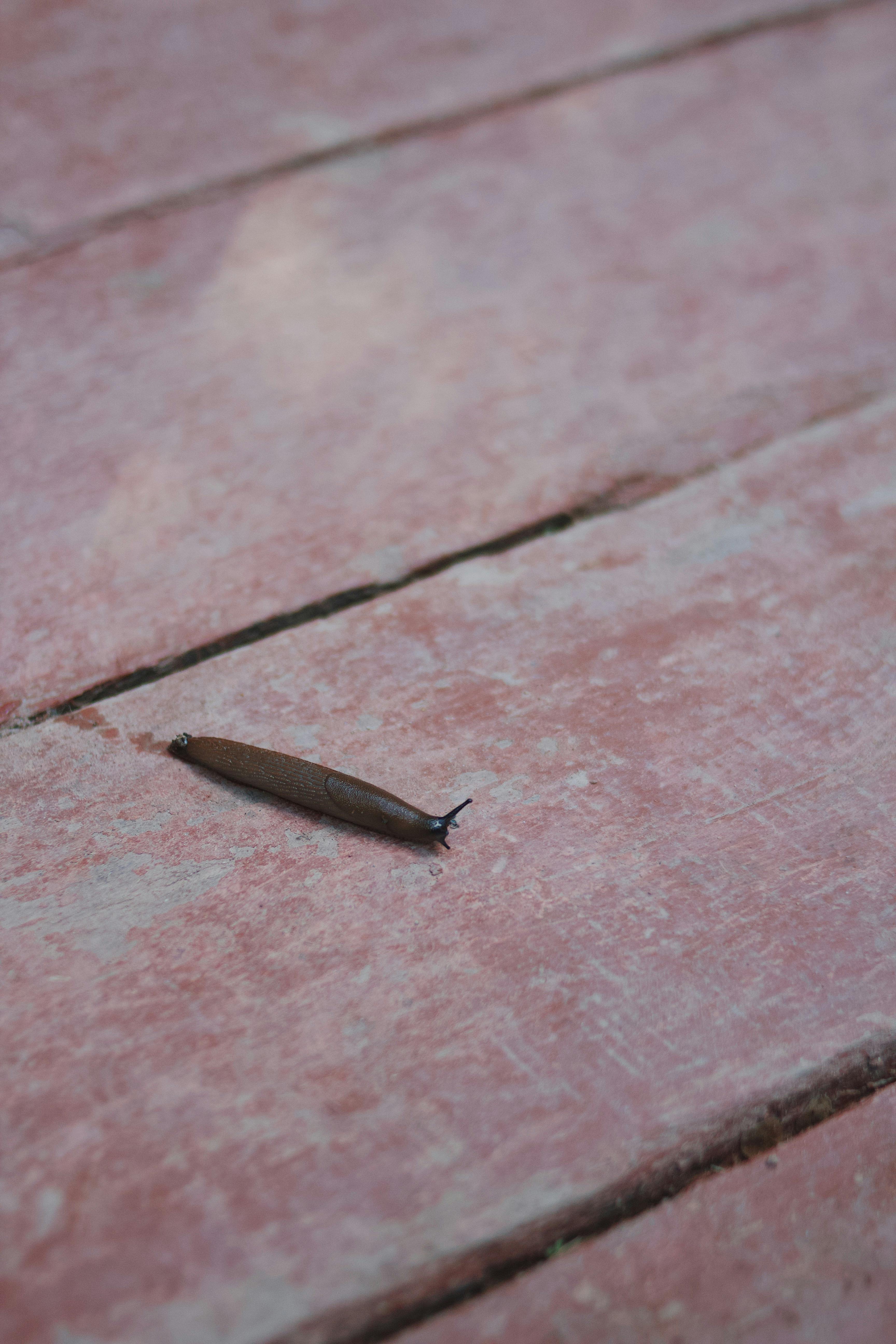 Slug Name Photos, Download The BEST Free Slug Name Stock Photos & HD Images