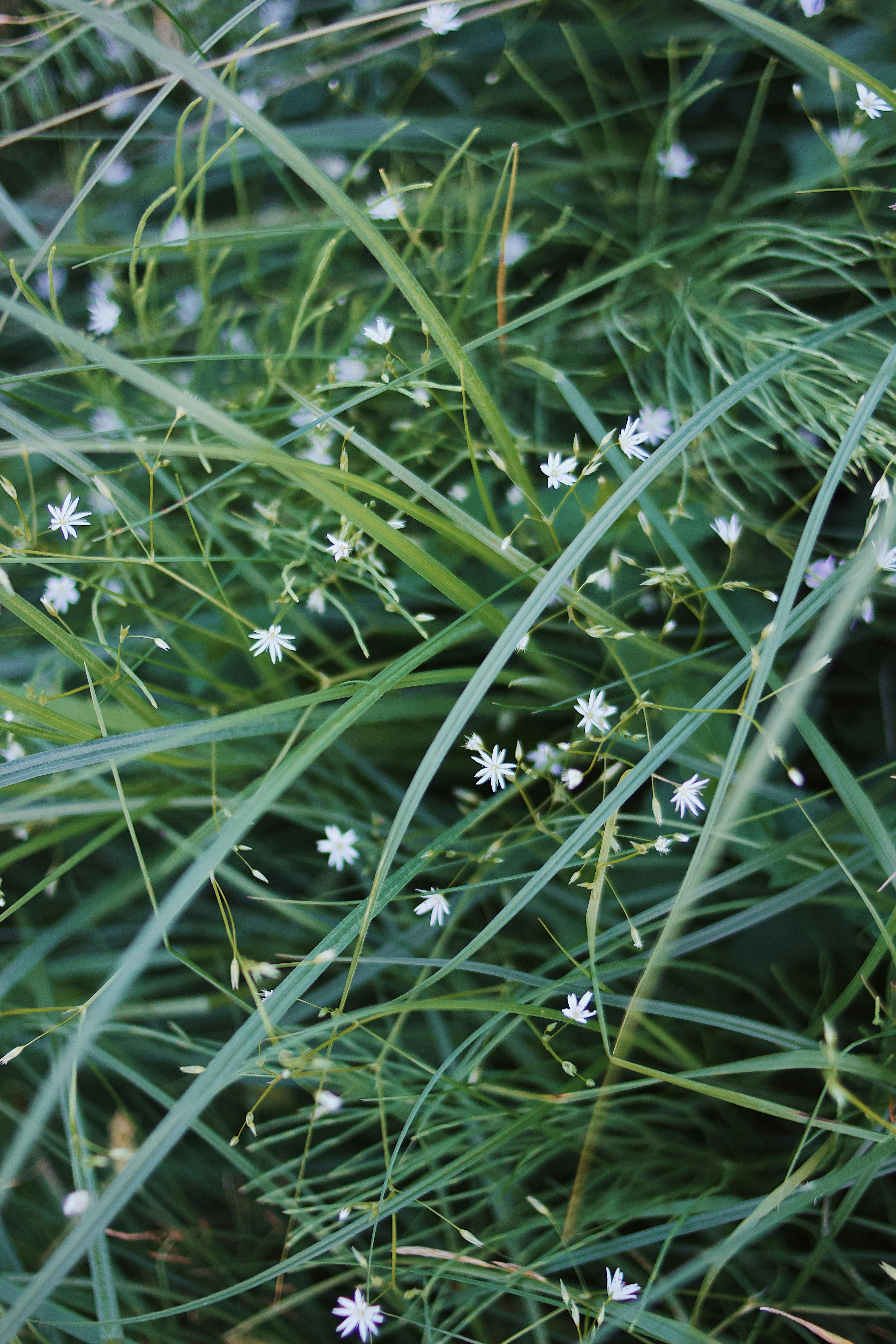 Green Grass and White Flowers · Free Stock Photo