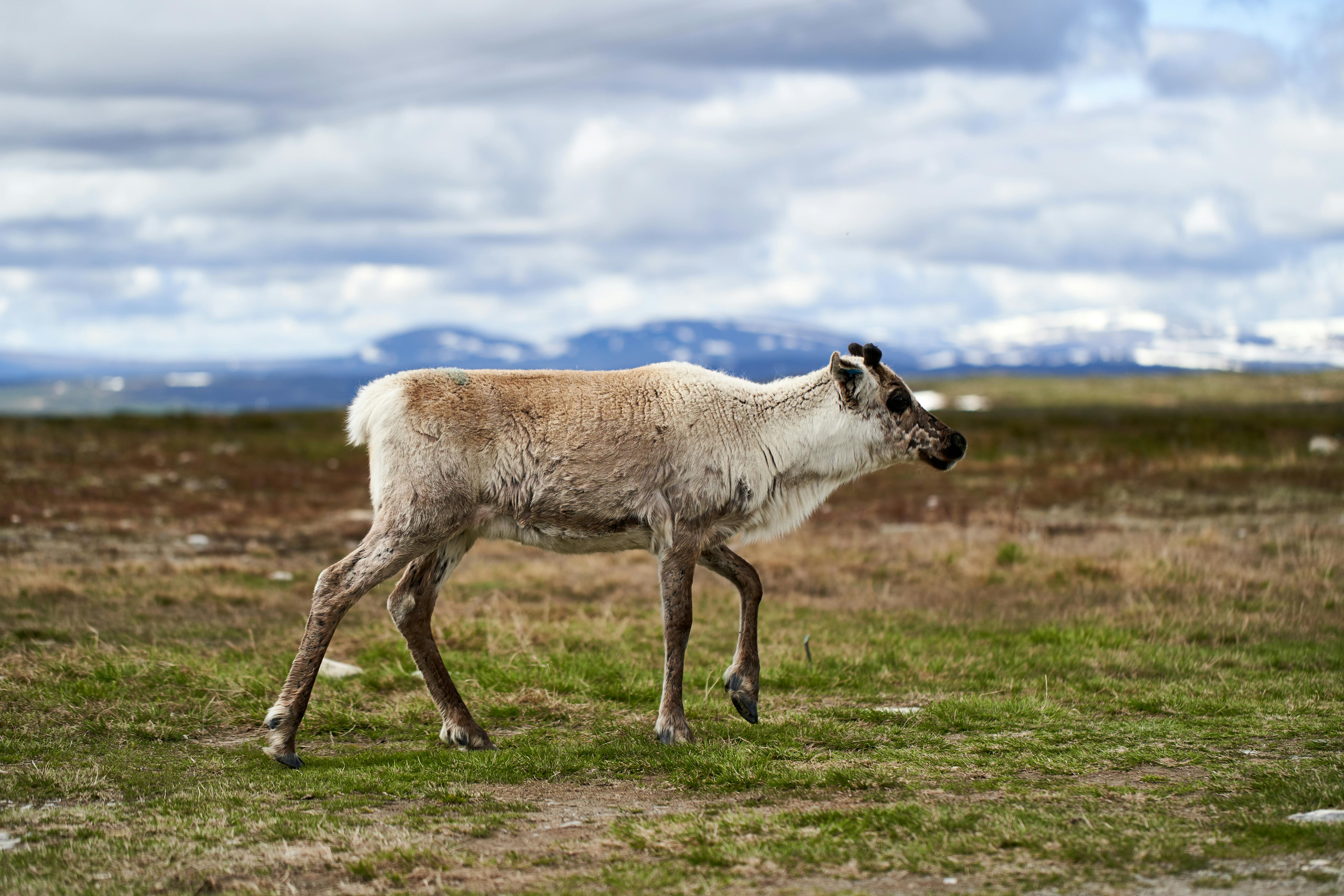 Animal on a Pasture · Free Stock Photo