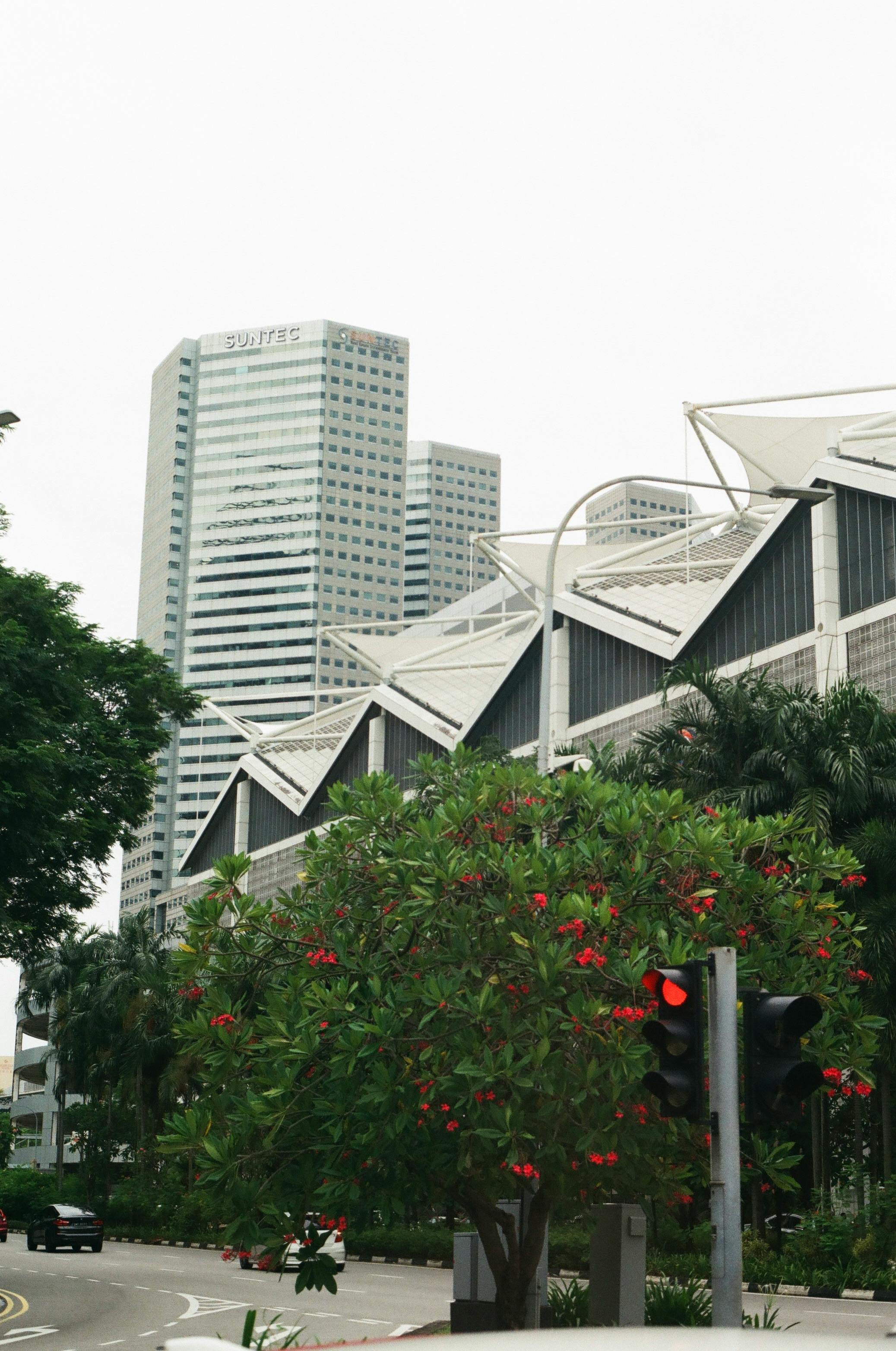 A Tree in a City · Free Stock Photo