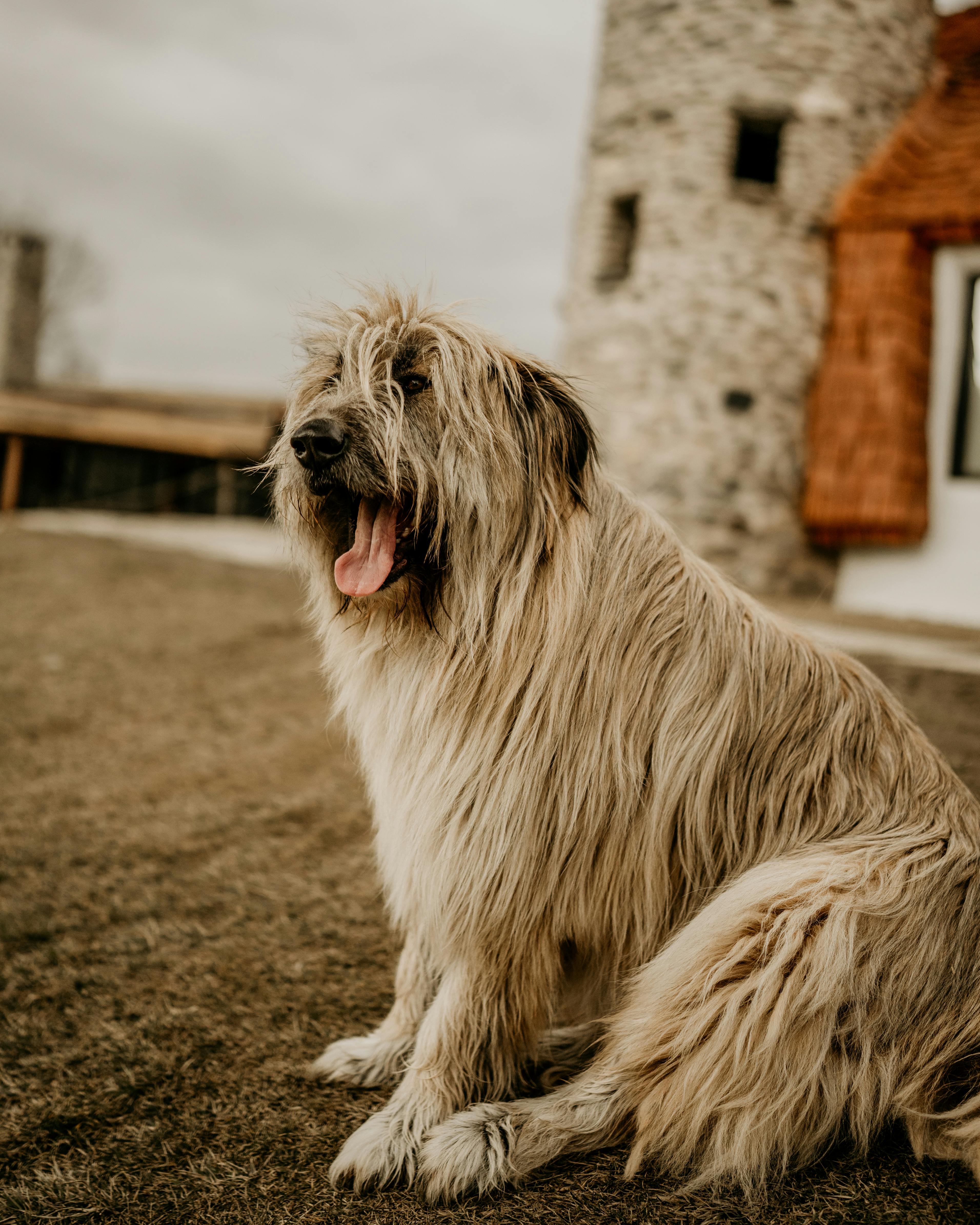 Cute Sapsali Dog sitting on a Carpet · Free Stock Photo