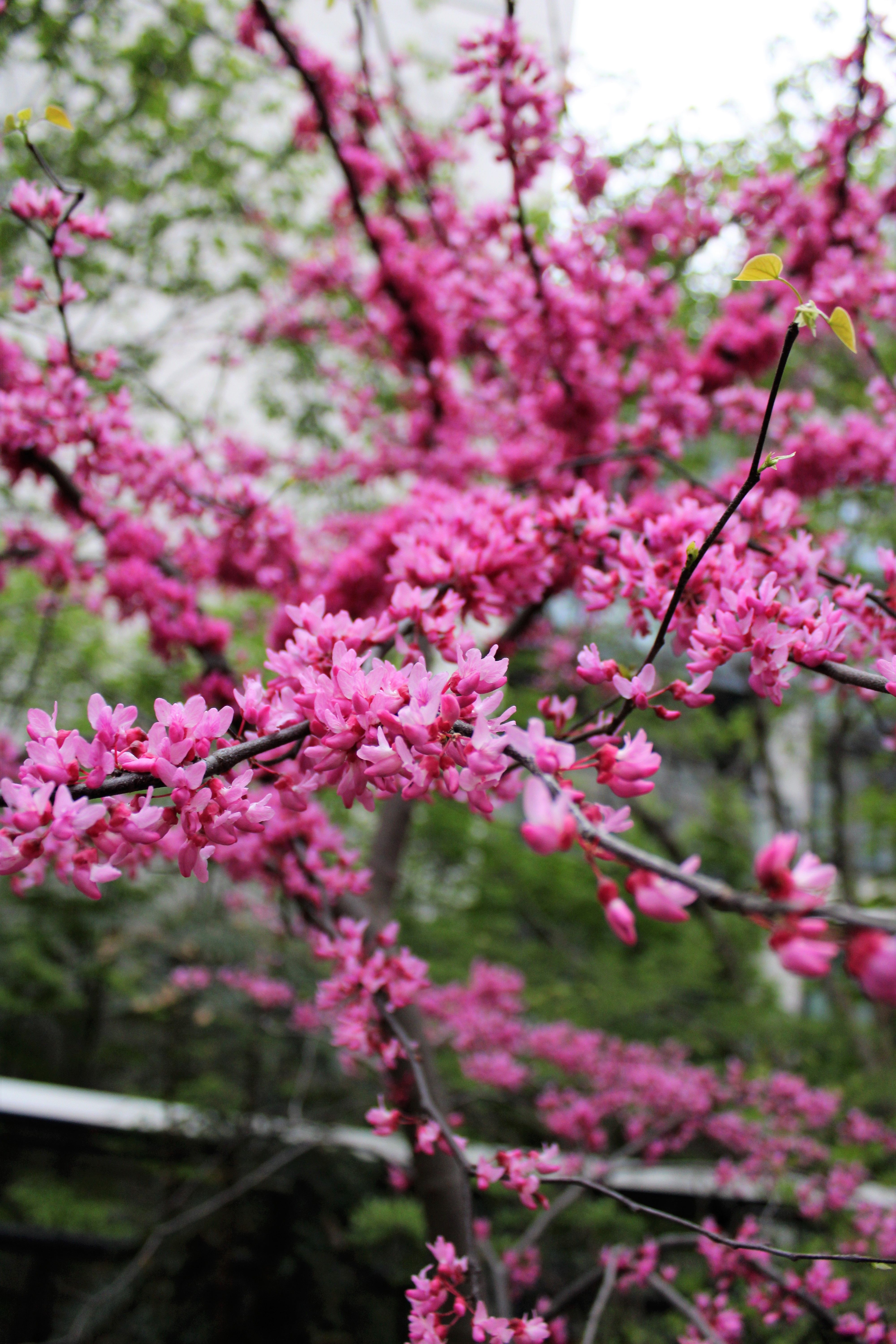 Pink Flower Tree · Free Stock Photo