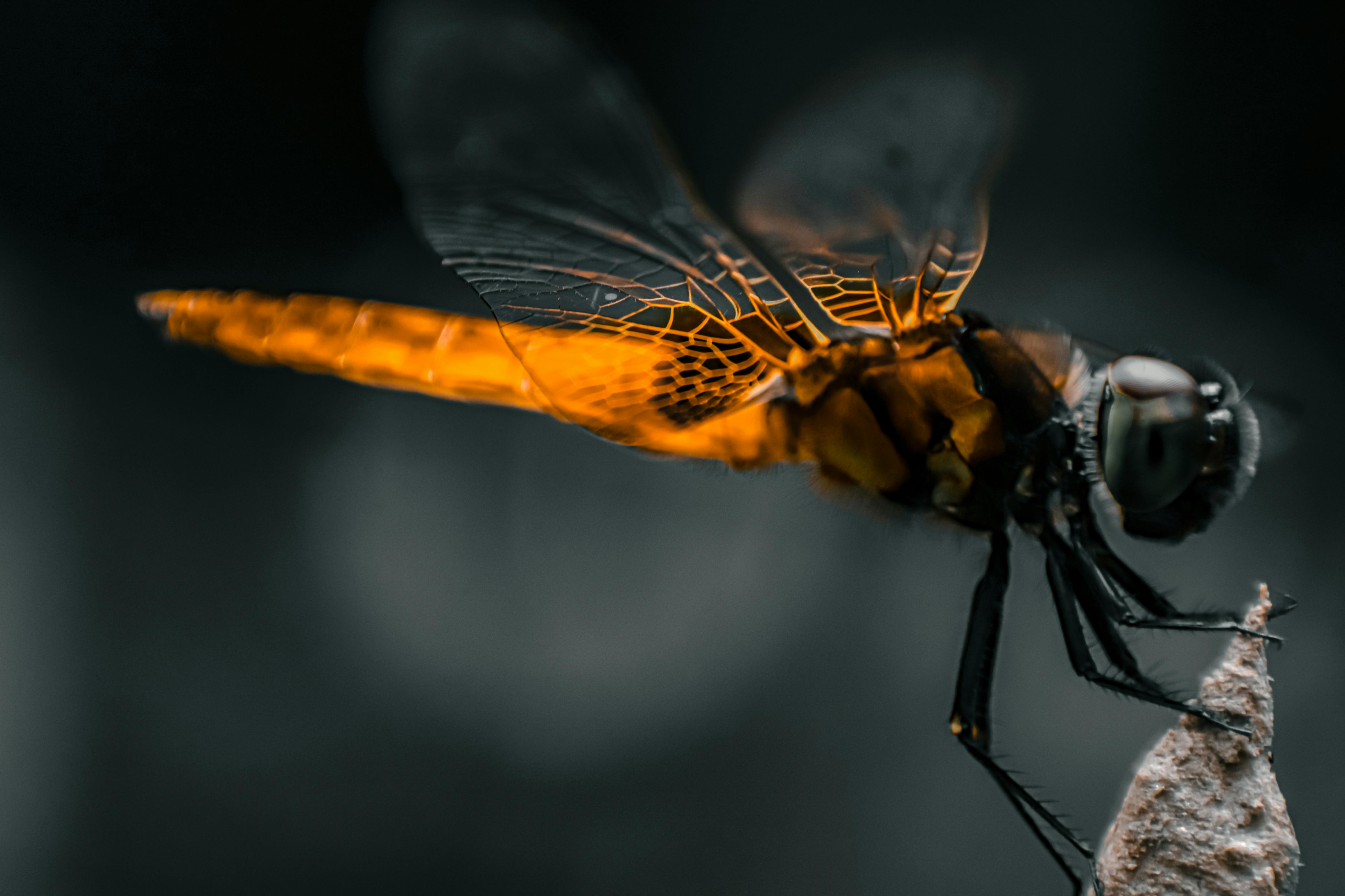 Blue Dragonfly Perch on Tree Branch · Free Stock Photo