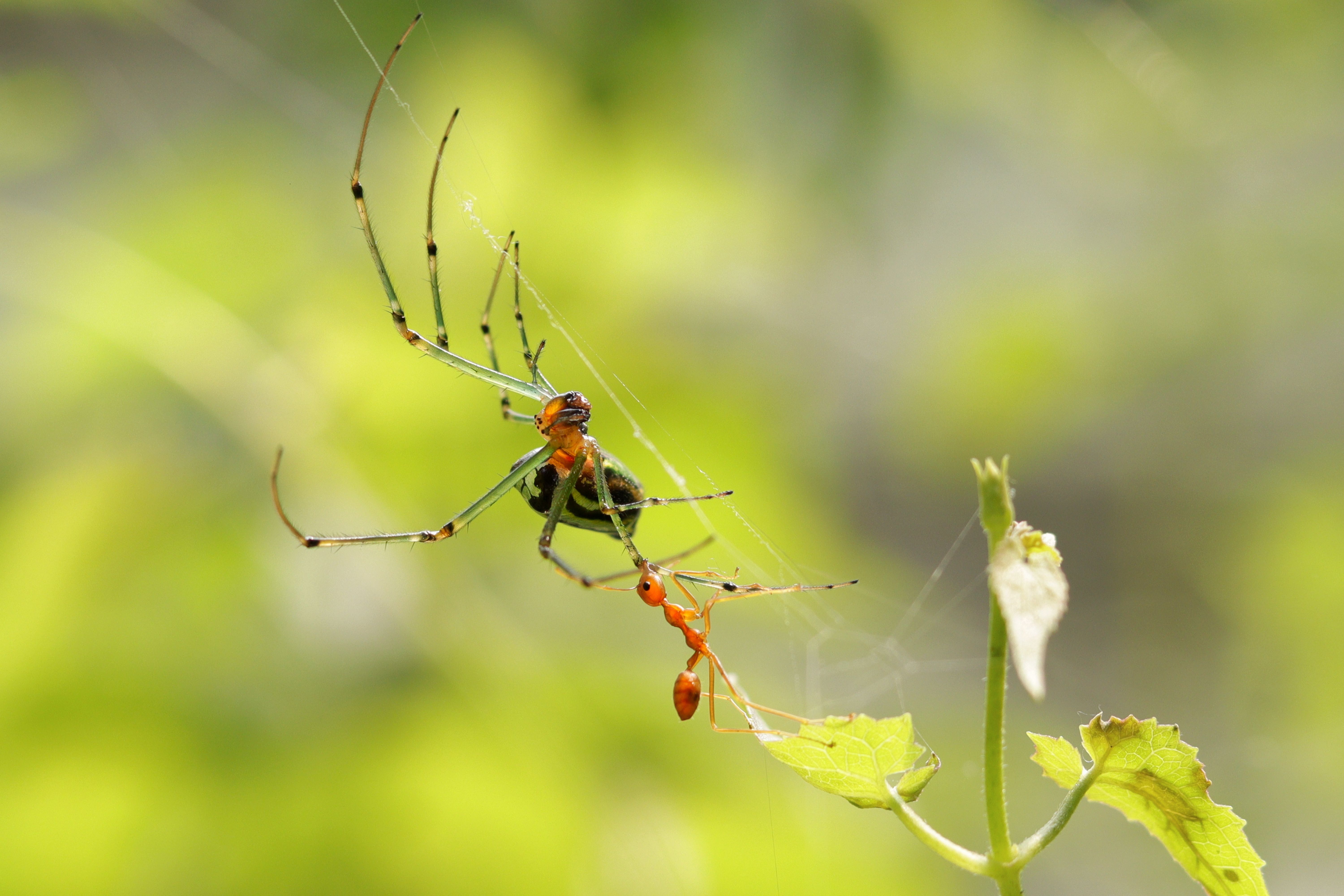 Close-Up Shot of Spider · Free Stock Photo