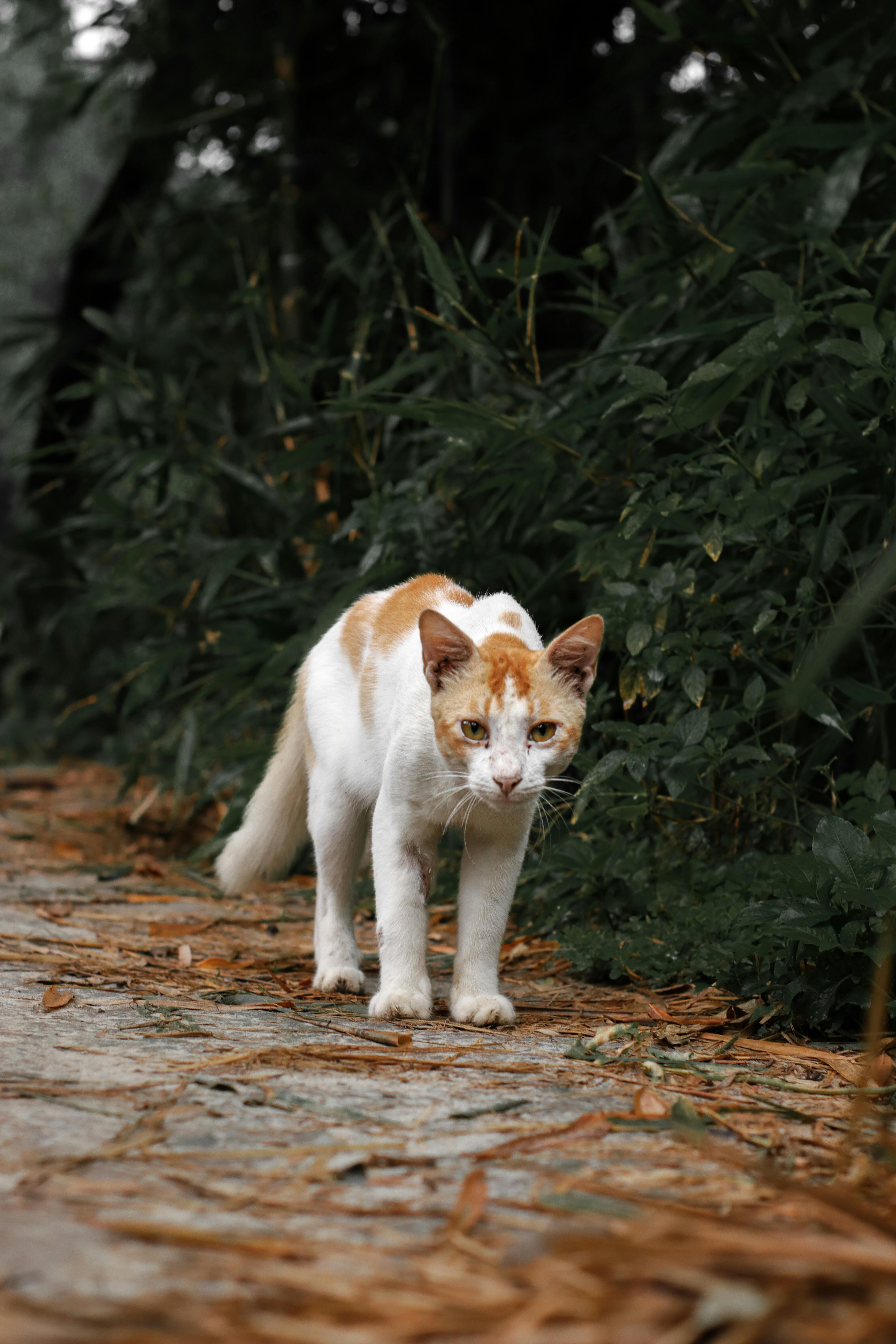 A Stray Cat Walking on the Street · Free Stock Photo