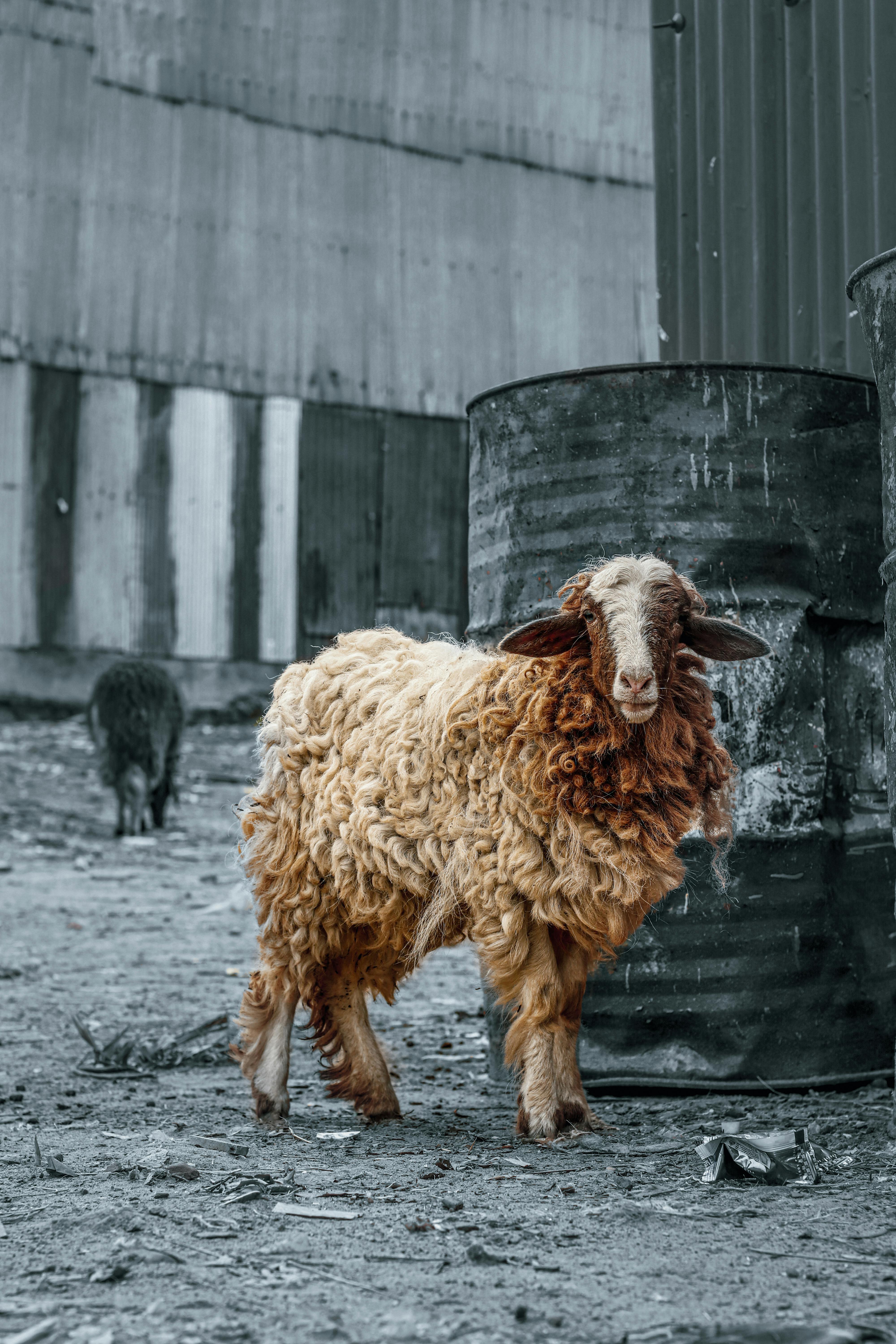 Colourful Sheep Photos, Download The BEST Free Colourful Sheep Stock ...