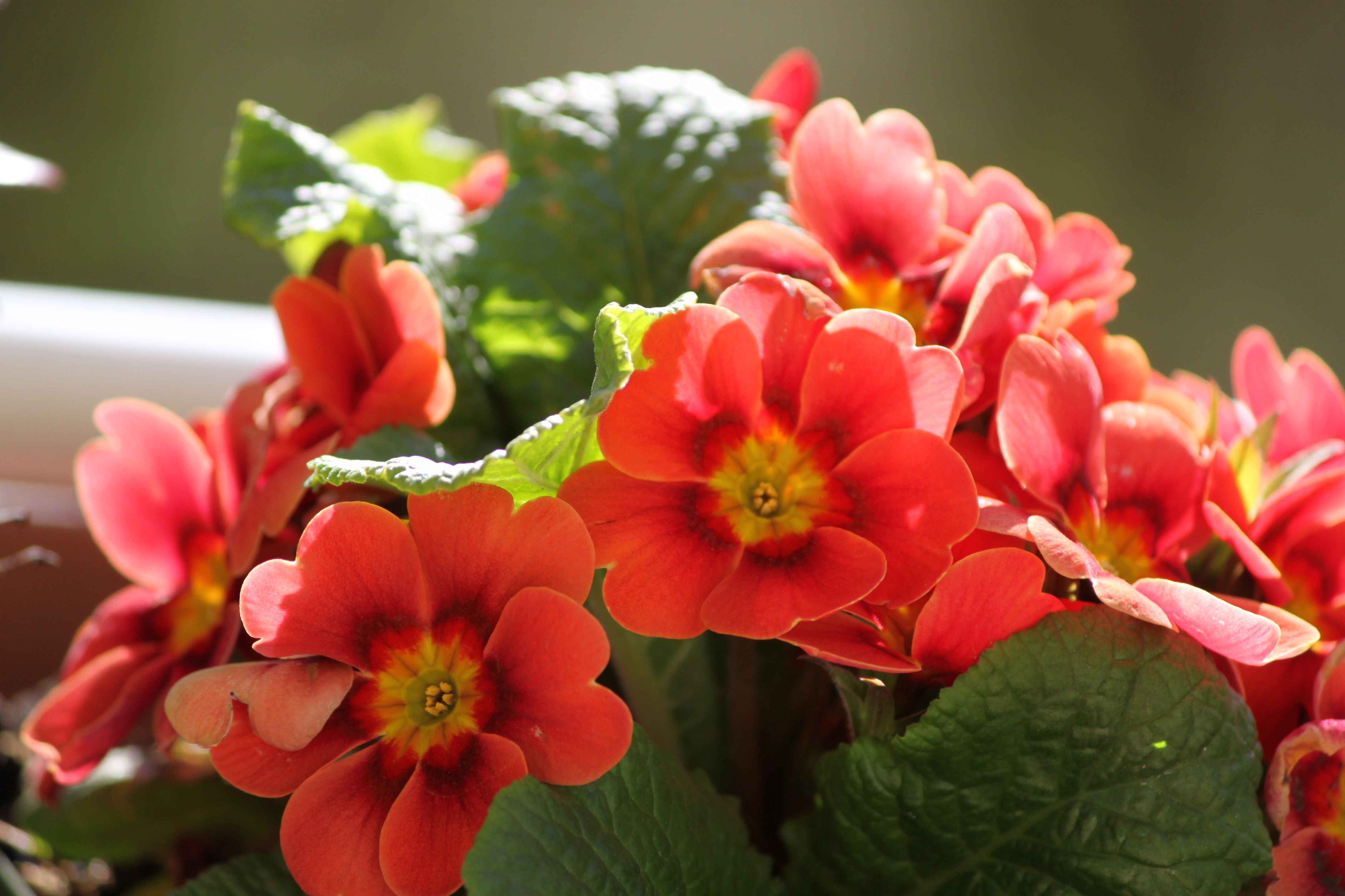 Close-up Photo of Pink Primrose Flowers · Free Stock Photo