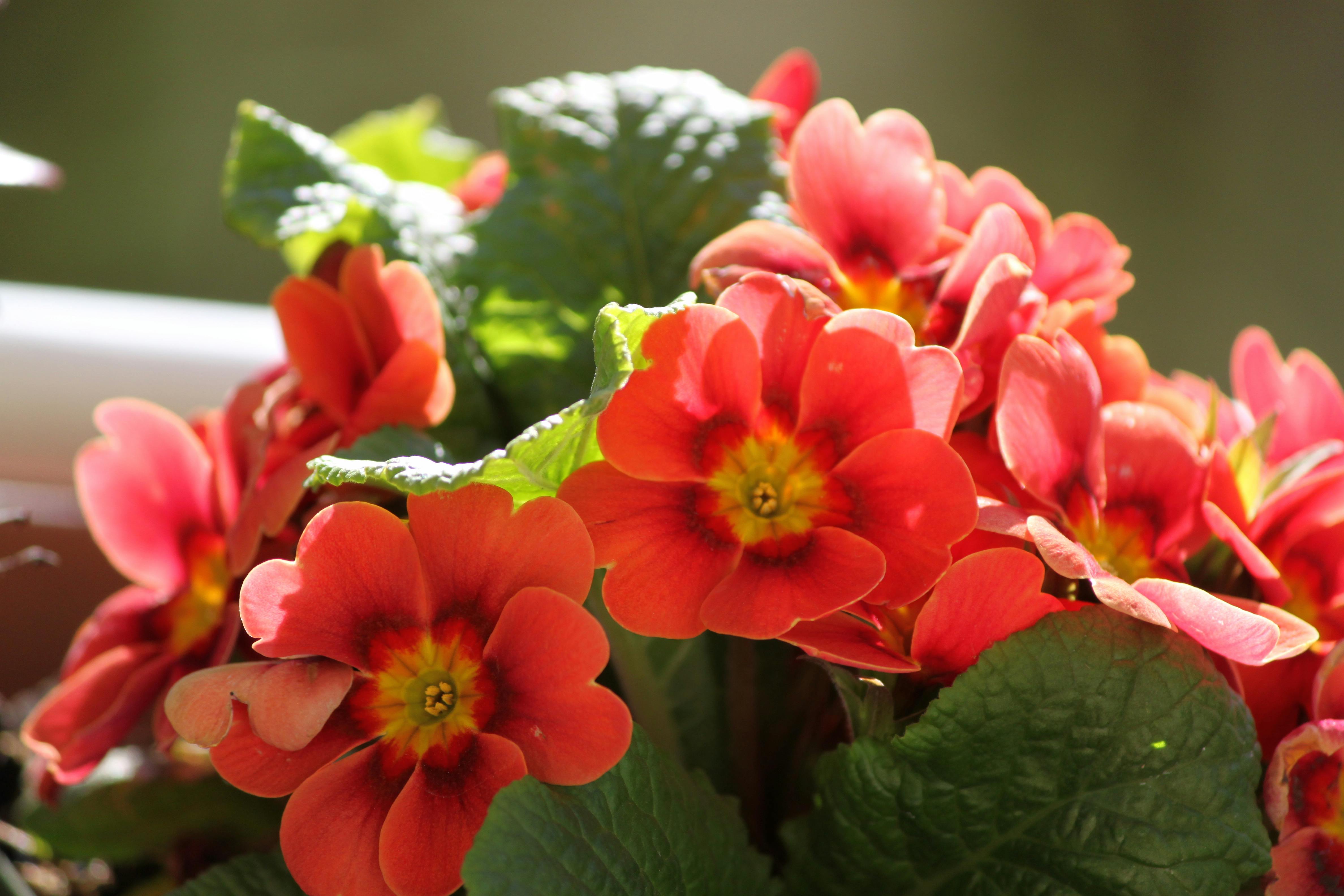 Transparent Box of Handmade Sweets decorated with Primrose Flower ...