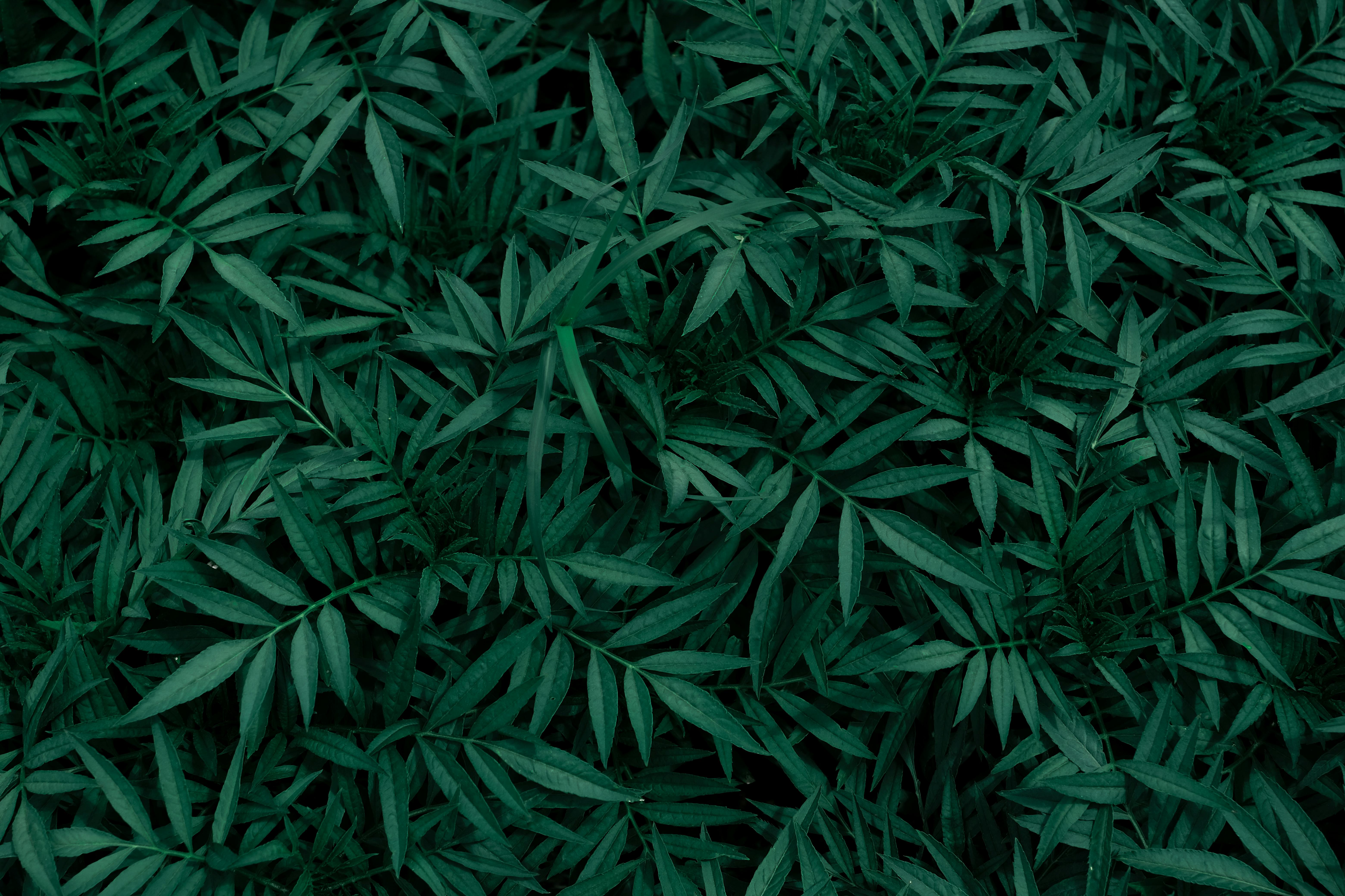 Forest Leaves Photos, Download The BEST Free Forest Leaves Stock Photos ...