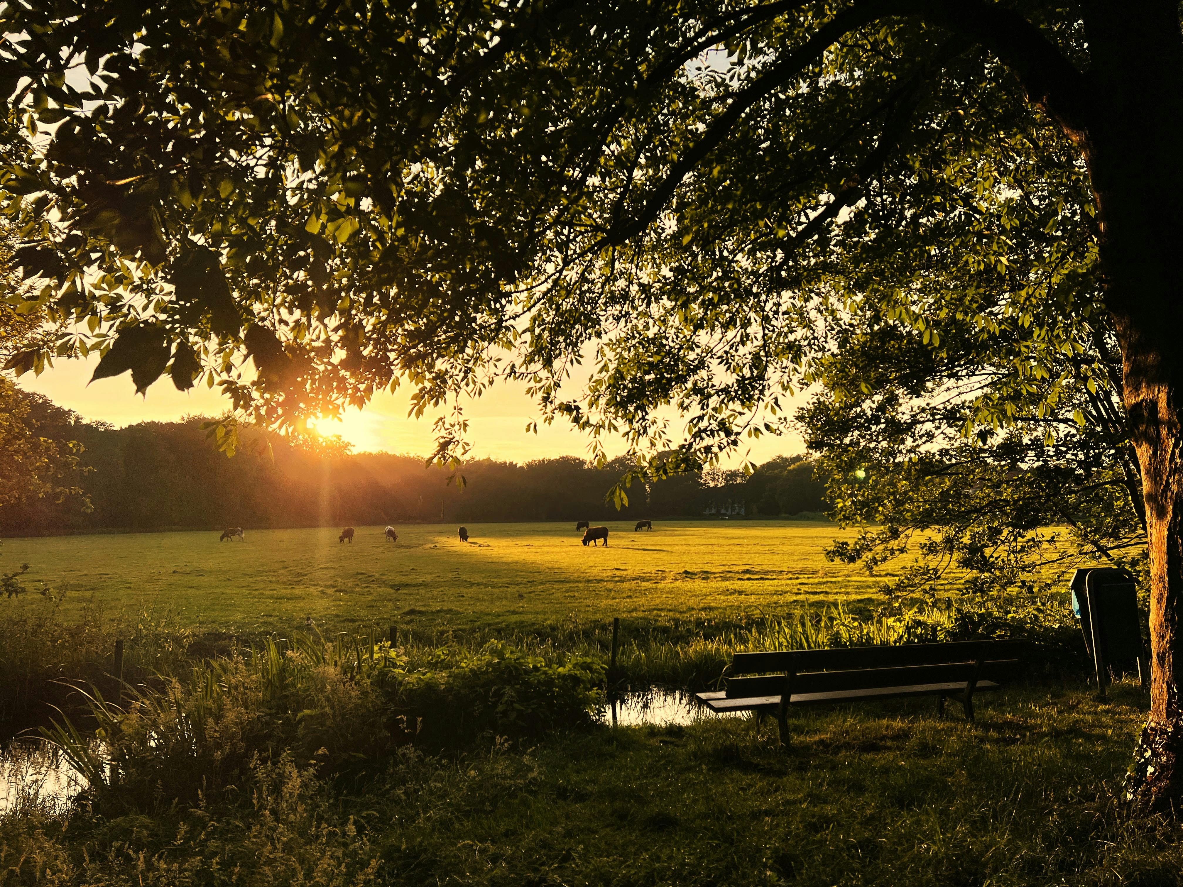 Animals on a Grass Field at Sunset · Free Stock Photo