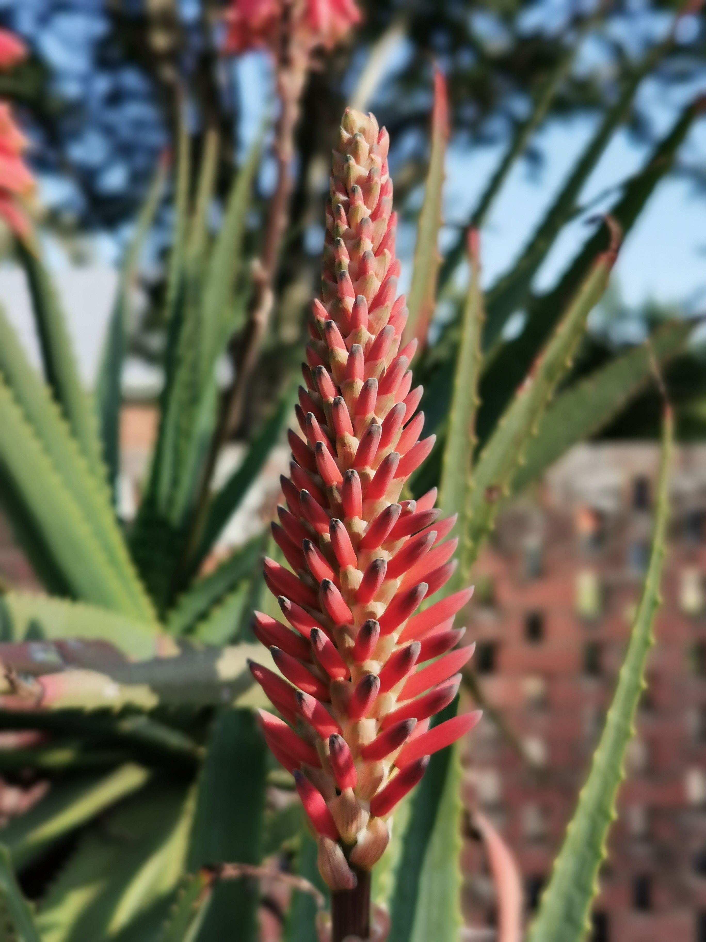 Aloe Vera Flower · Free Stock Photo