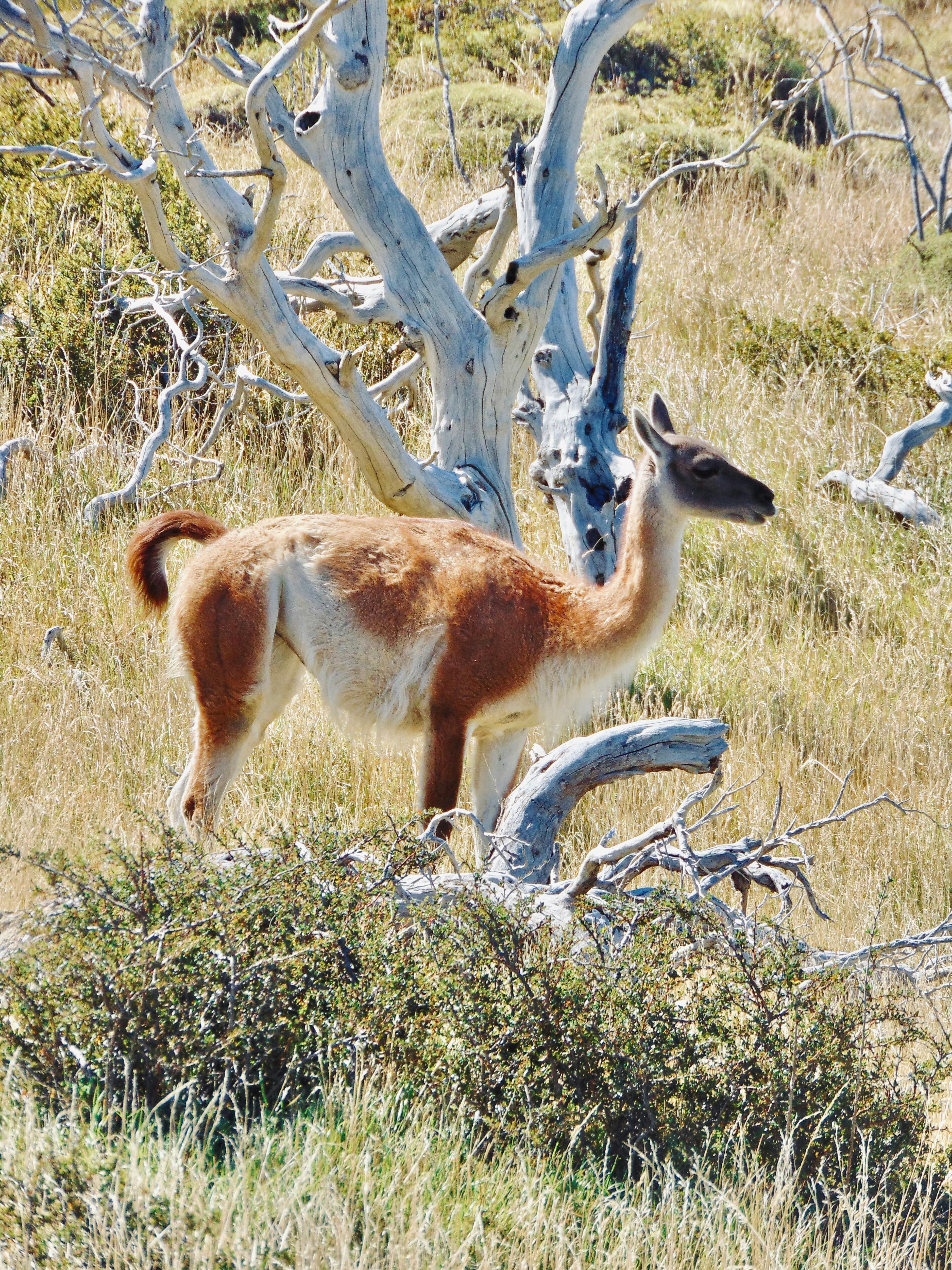 Photo of a Standing and Eating Guanaco on the Meadow · Free Stock Photo