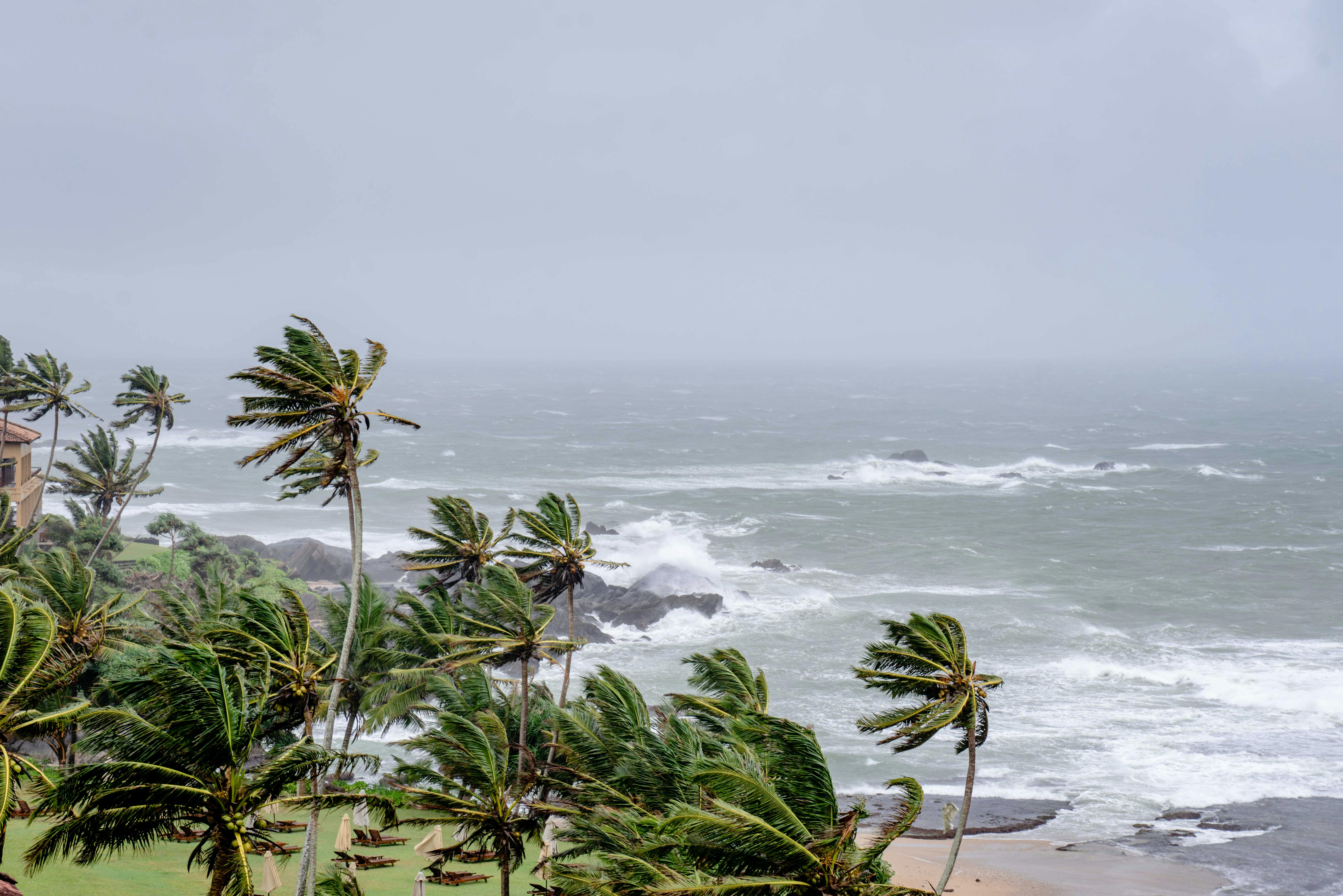 Coconut Trees Near the Sea · Free Stock Photo