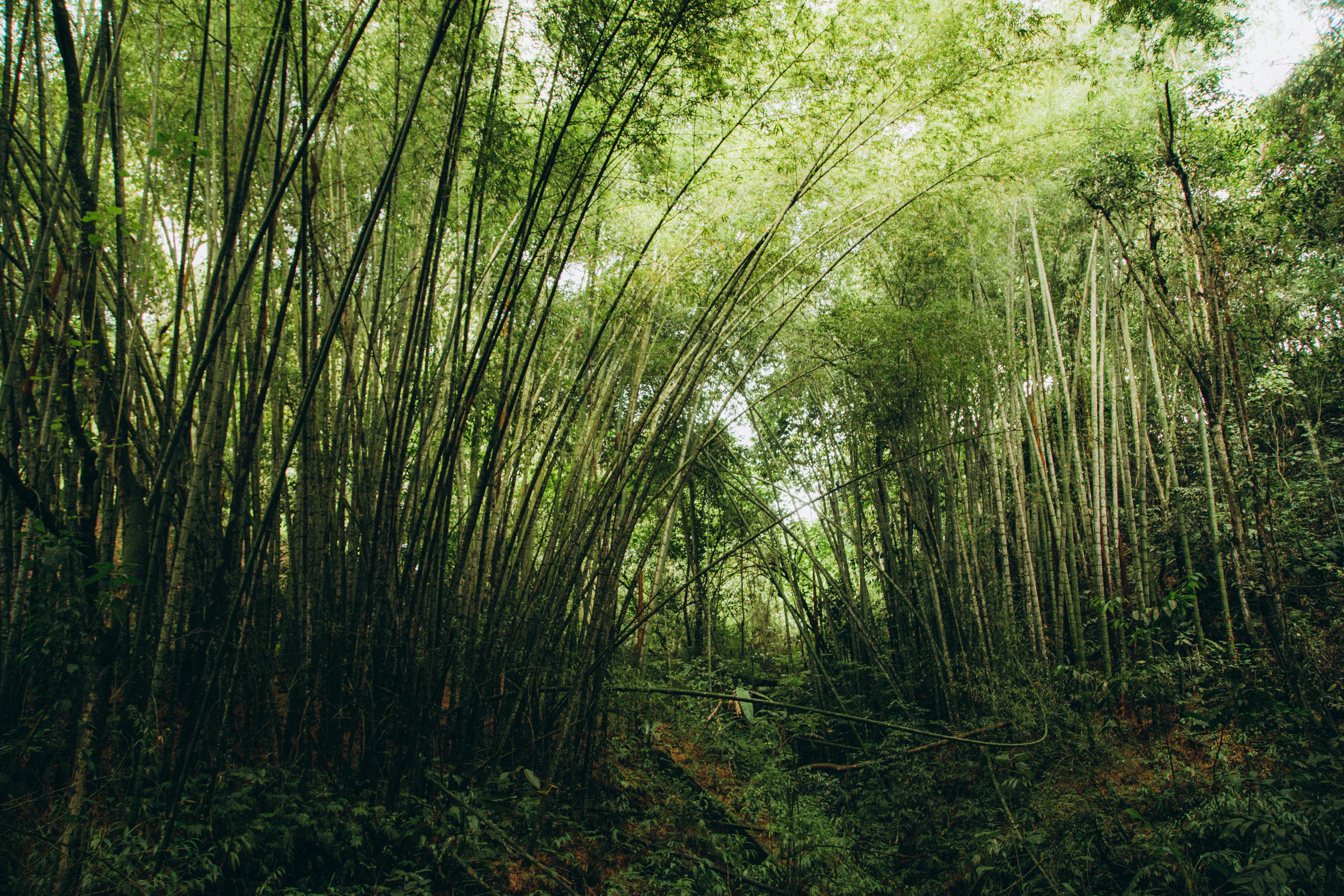 Bamboo Forest · Free Stock Photo