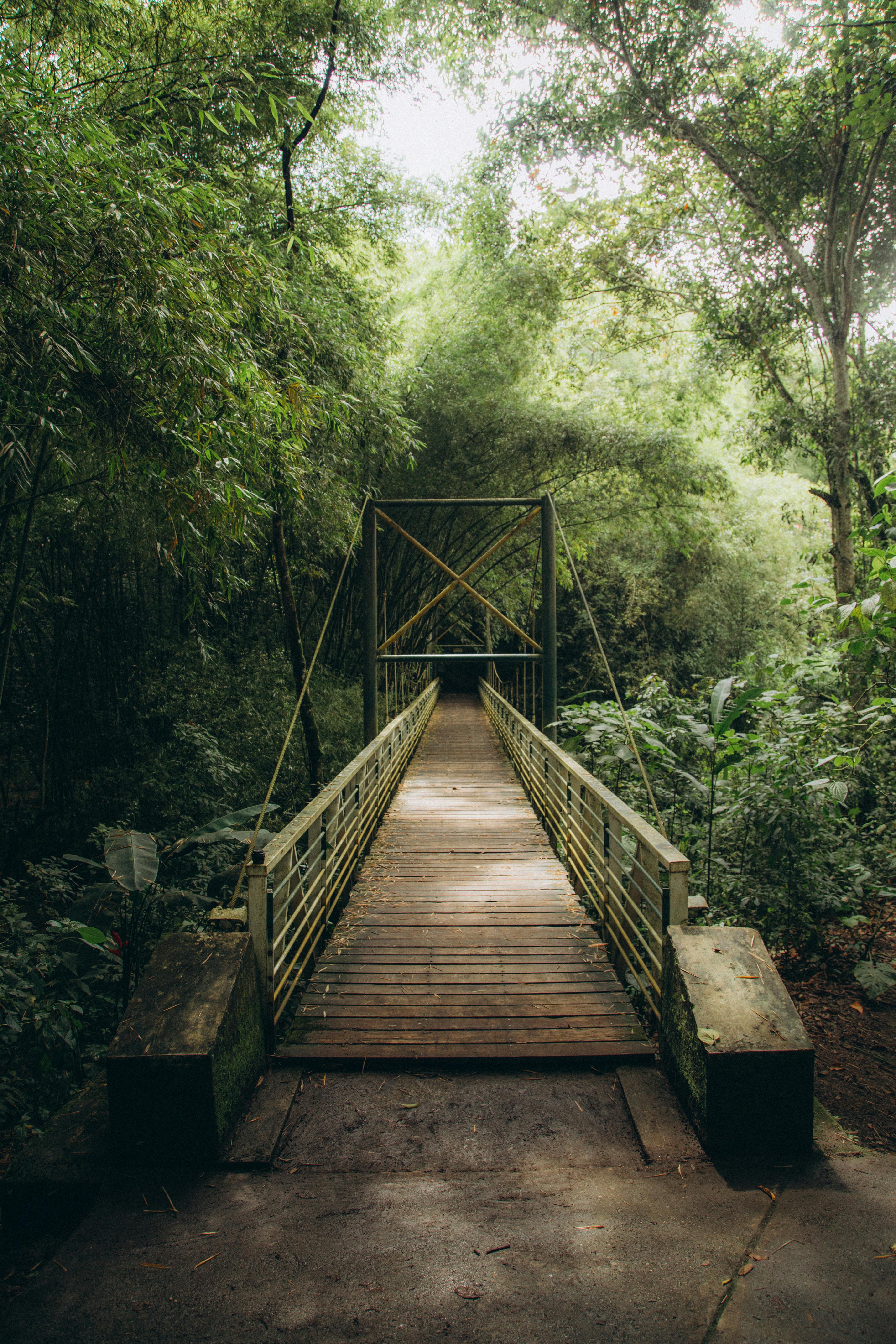Footbridge in a Green Forest · Free Stock Photo