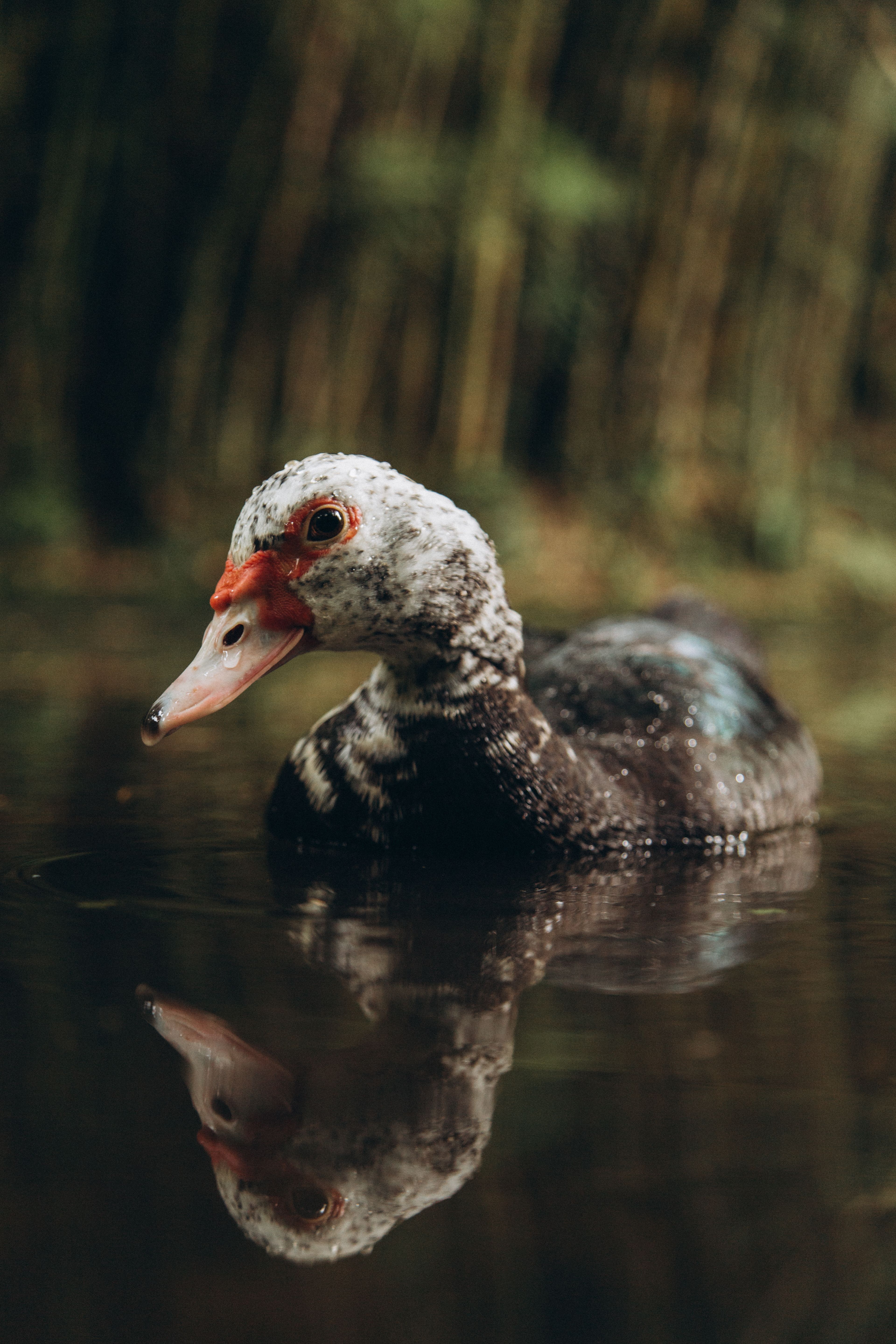 Red duck feet with membranes on pebbles · Free Stock Photo