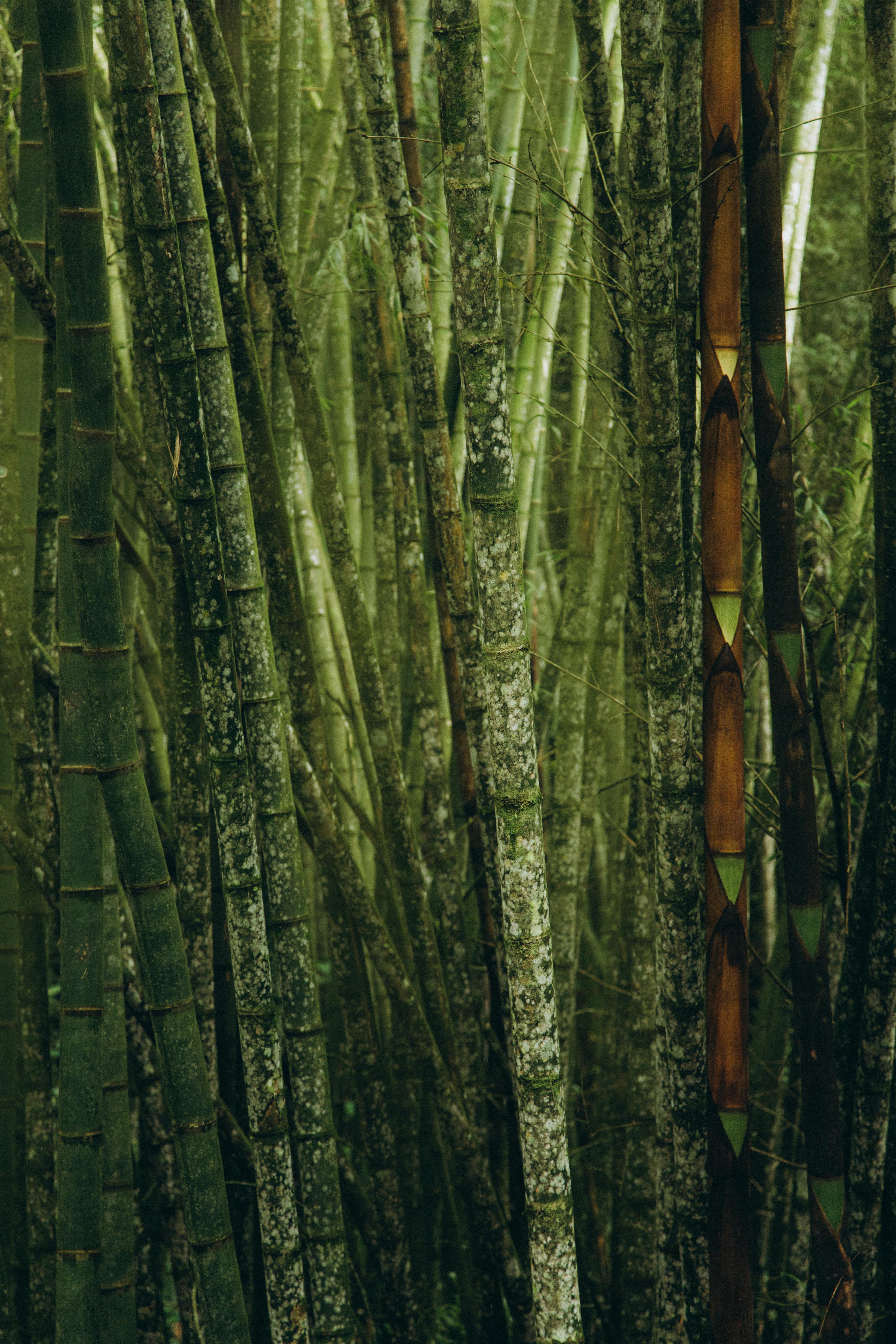 Close up of Bamboo Trees · Free Stock Photo