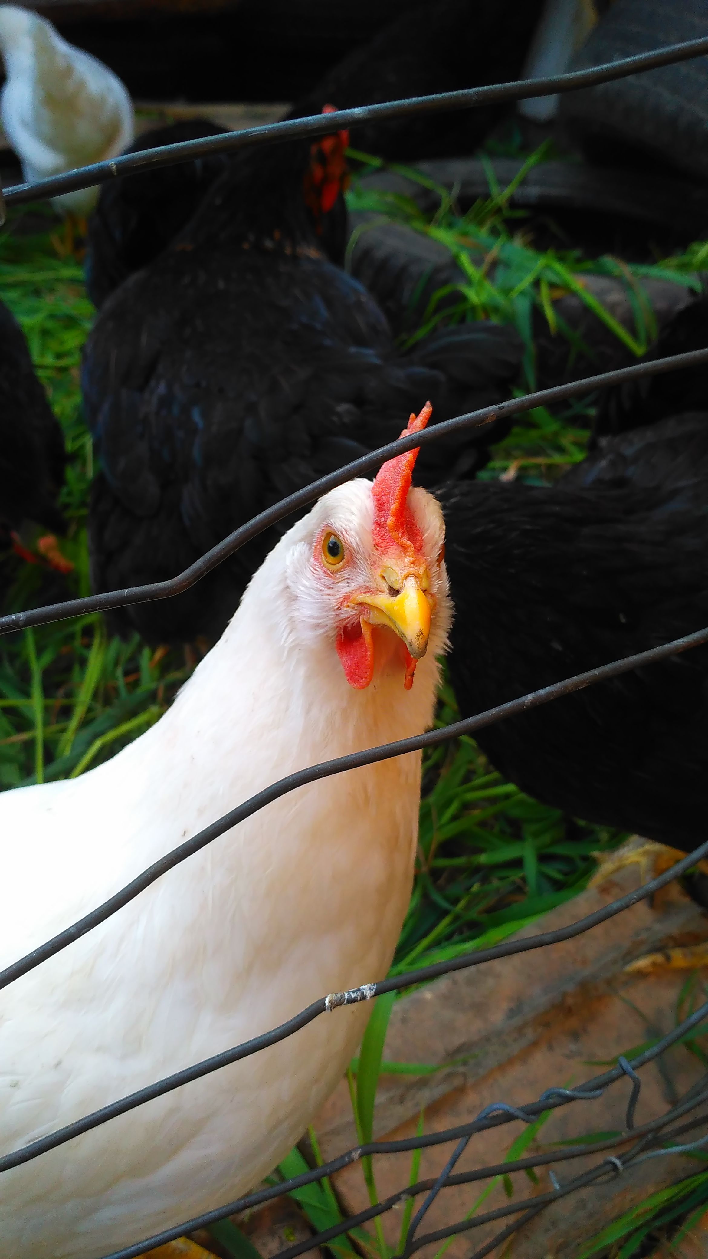 Chicken Bhakri Photos, Download Free Chicken Bhakri Stock Photos & HD ...