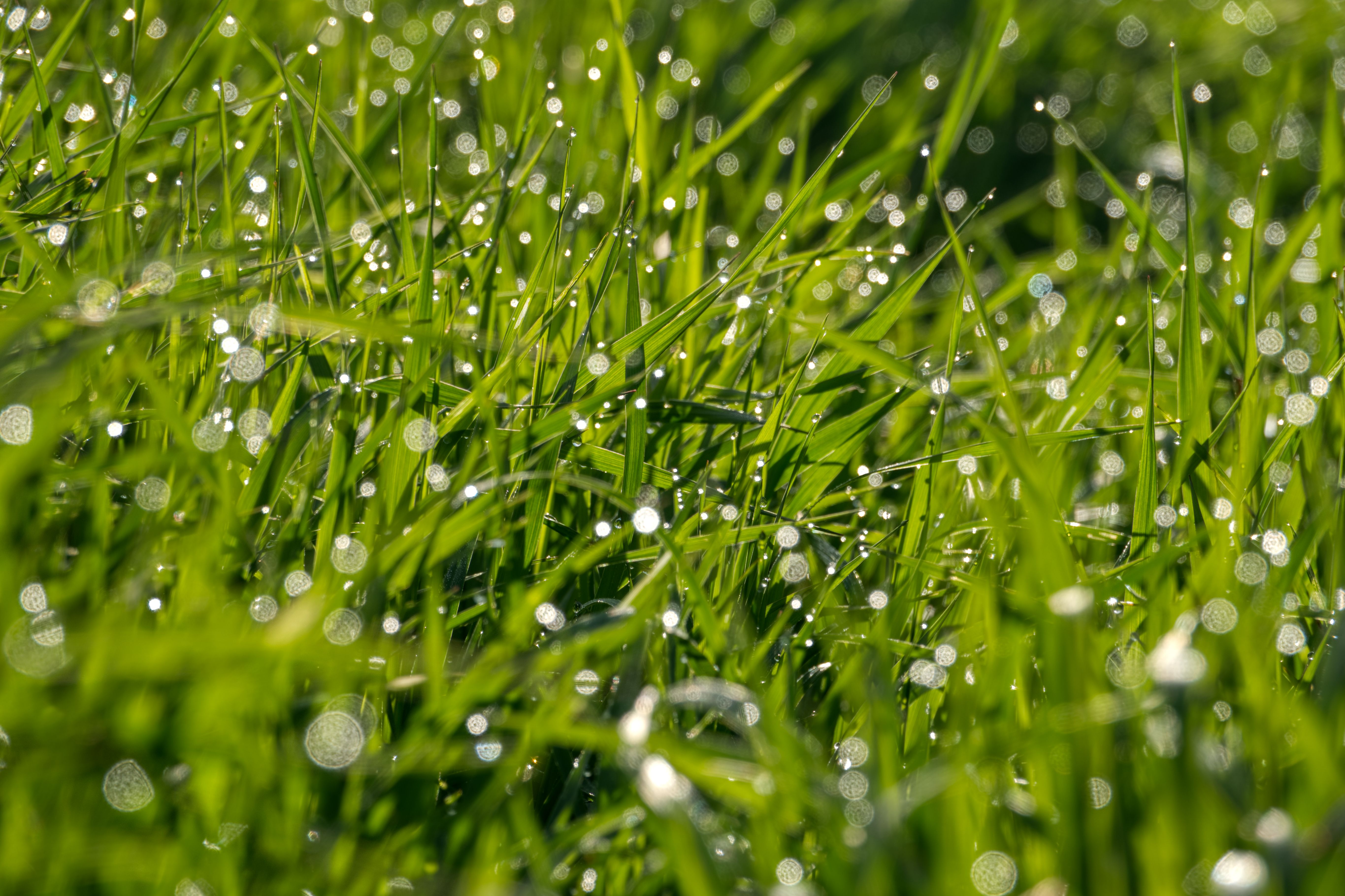 Green Grass on the Ground · Free Stock Photo