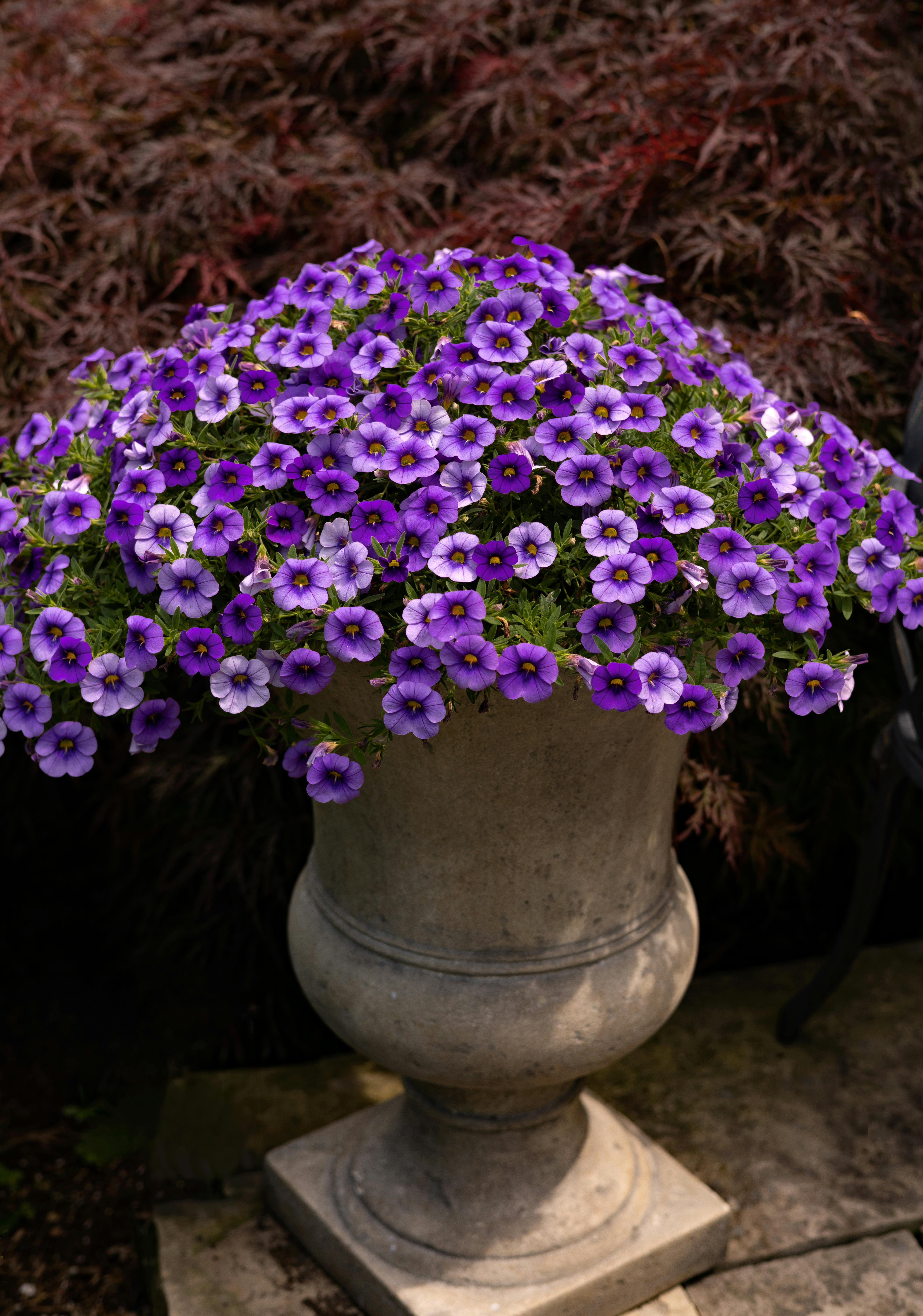 Purple Flowers in Vase · Free Stock Photo