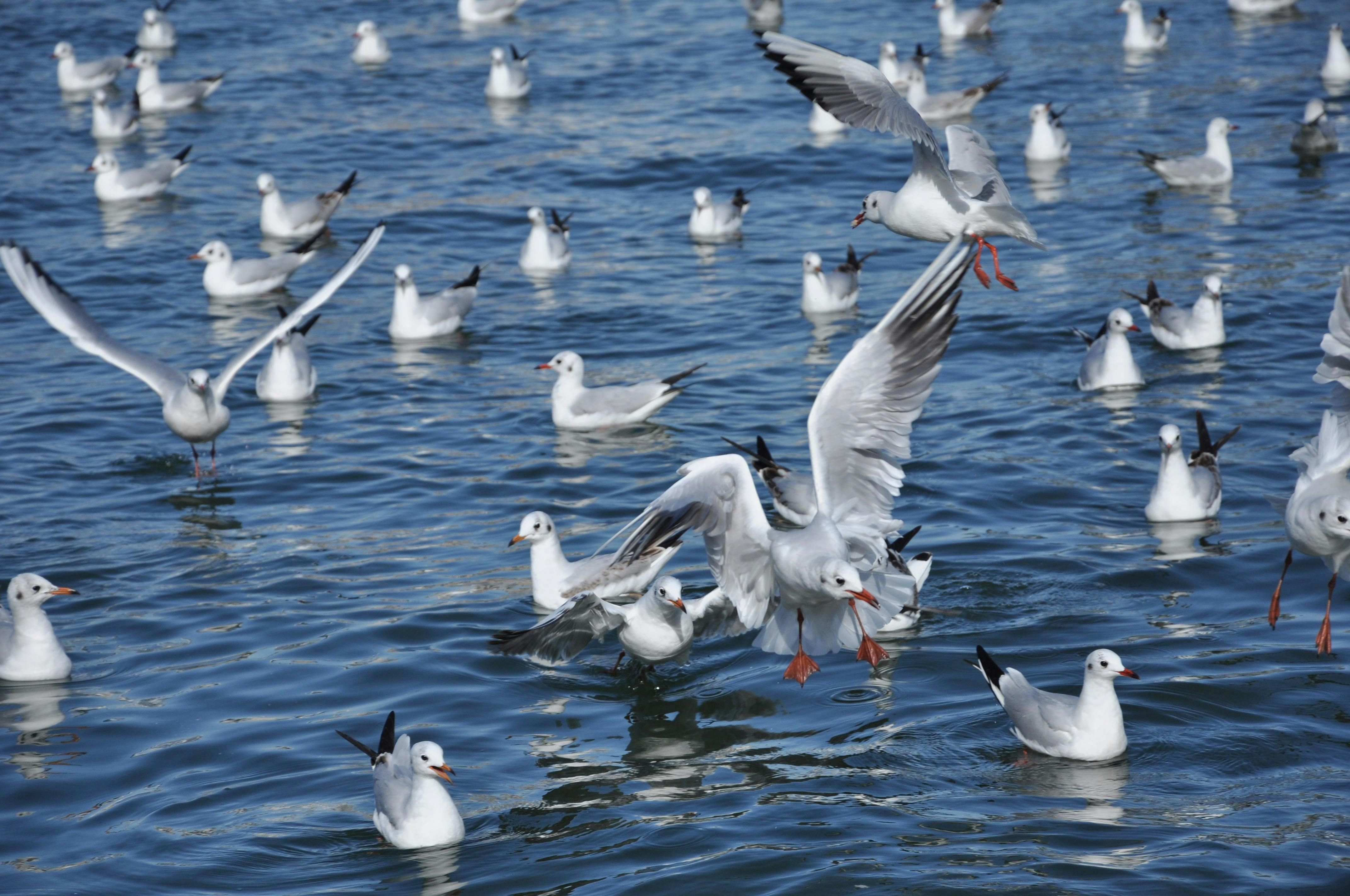 Flock of Seabirds Swimming on Seawater · Free Stock Photo
