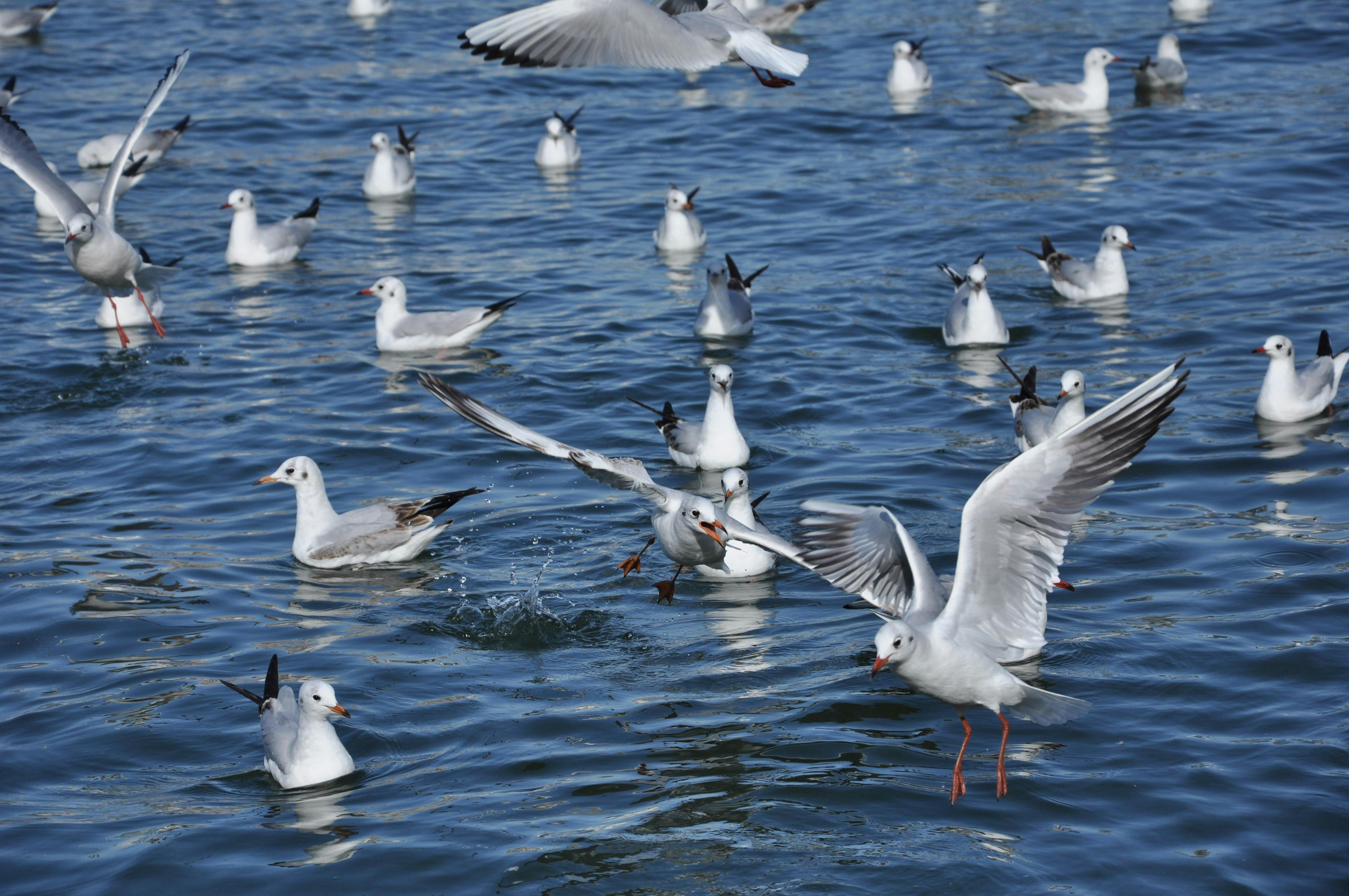 Seagulls on Water · Free Stock Photo