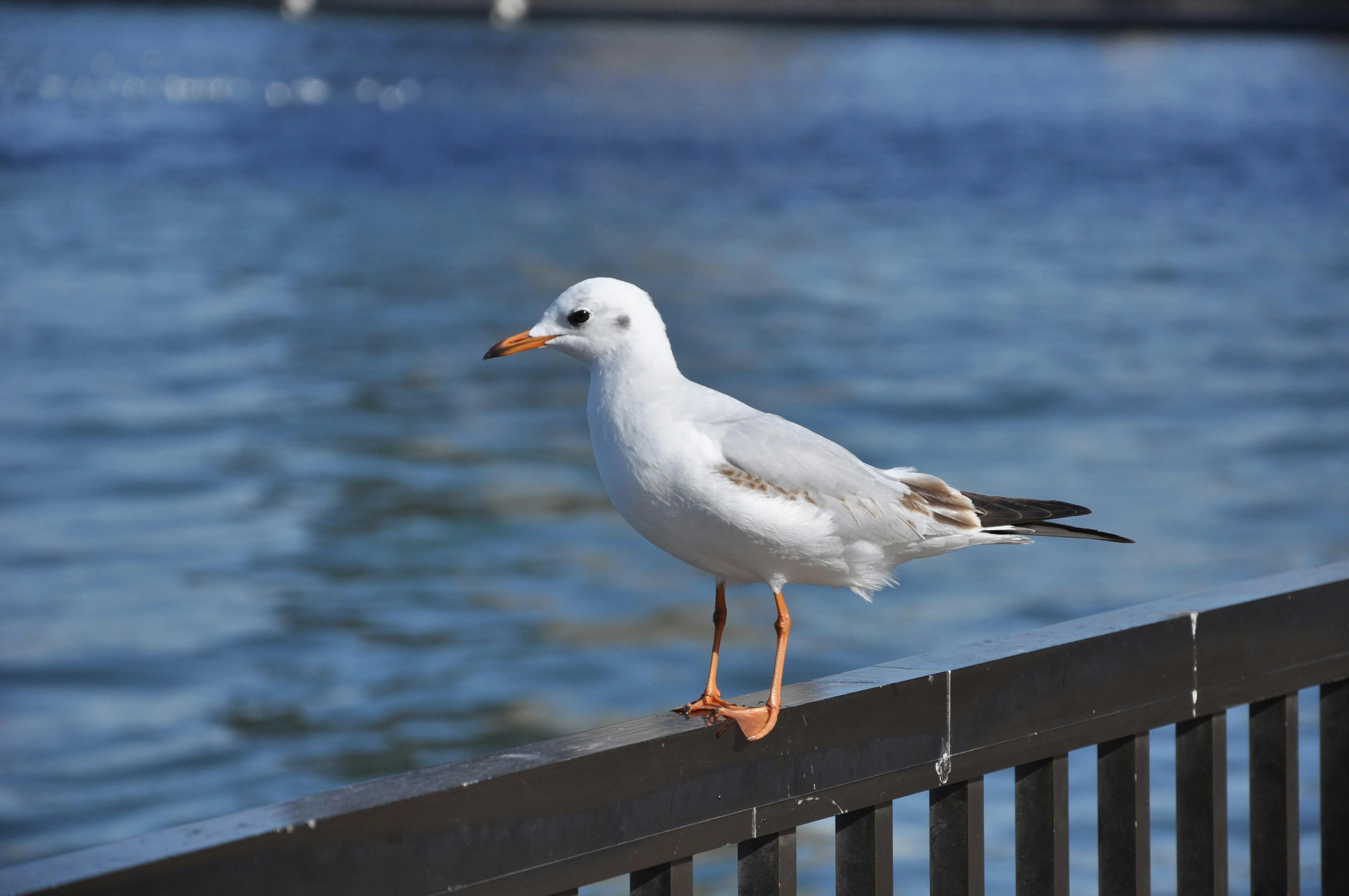 Two White Birds · Free Stock Photo