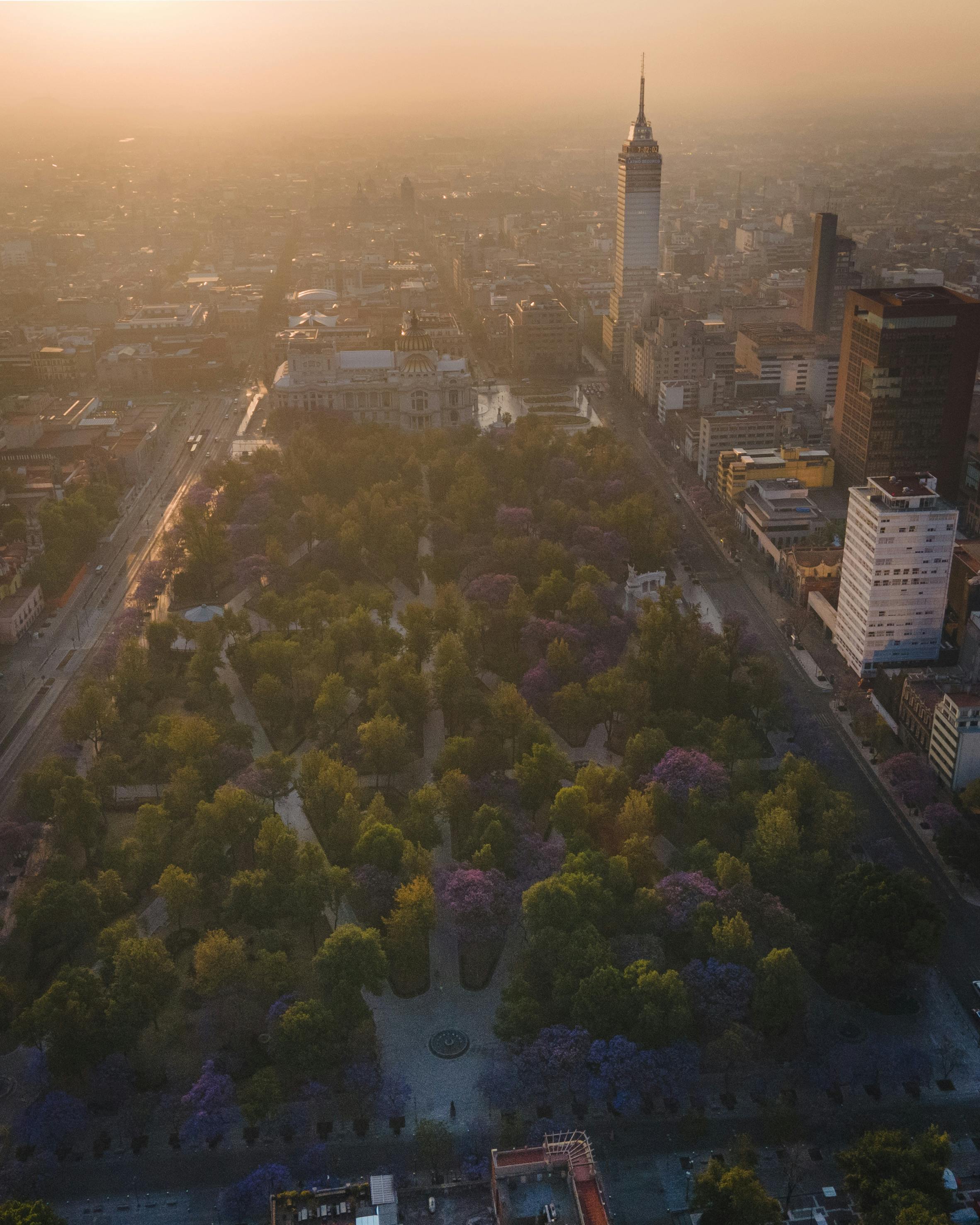 Jacaranda Harare Photos, Download The BEST Free Jacaranda Harare Stock ...