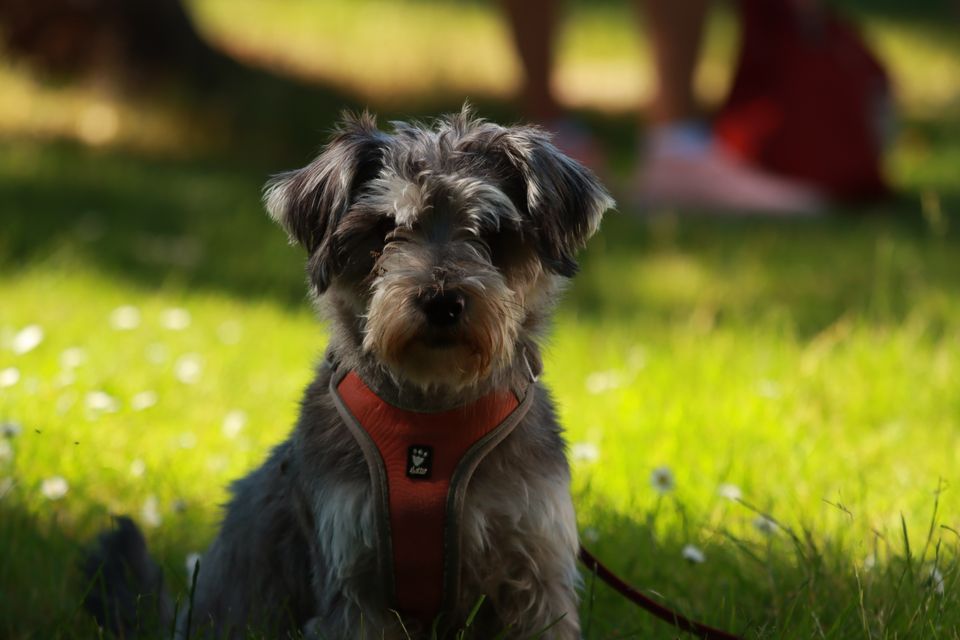 A Comprehensive Guide to Grooming Your Schnauzer's Beard