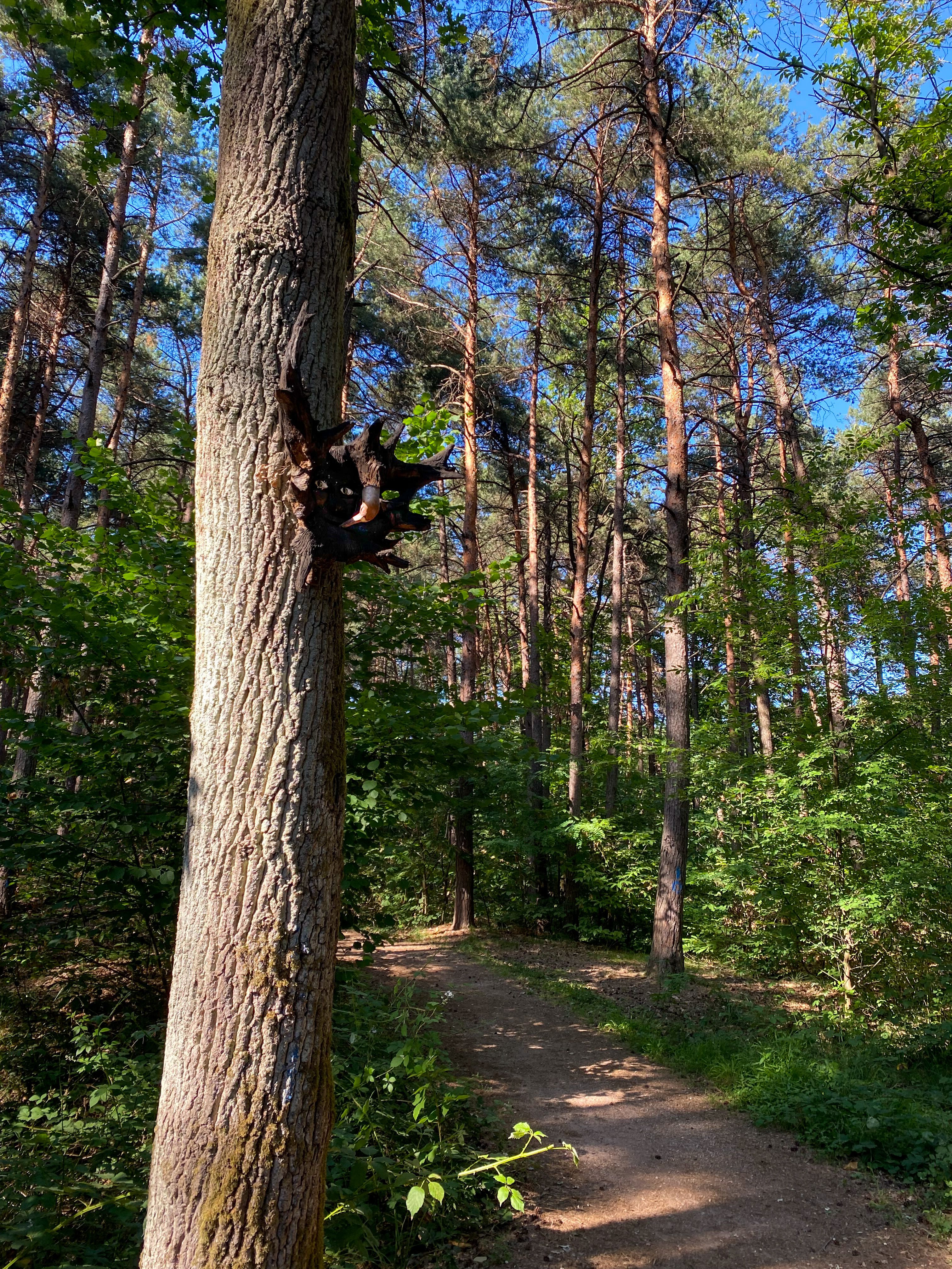 Dirt Path in the Woods · Free Stock Photo