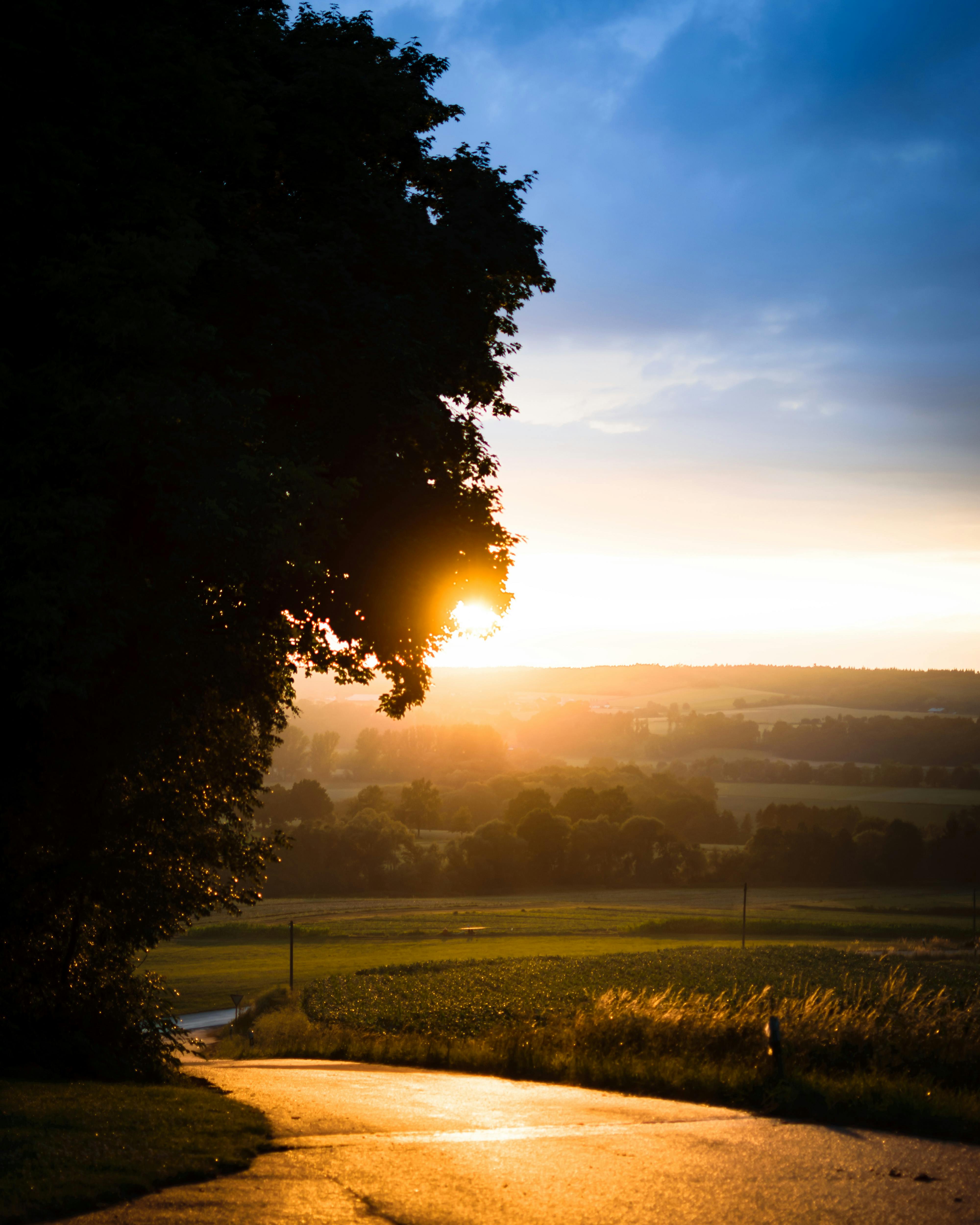 Photo of a Tree and a Landscape at Dawn · Free Stock Photo