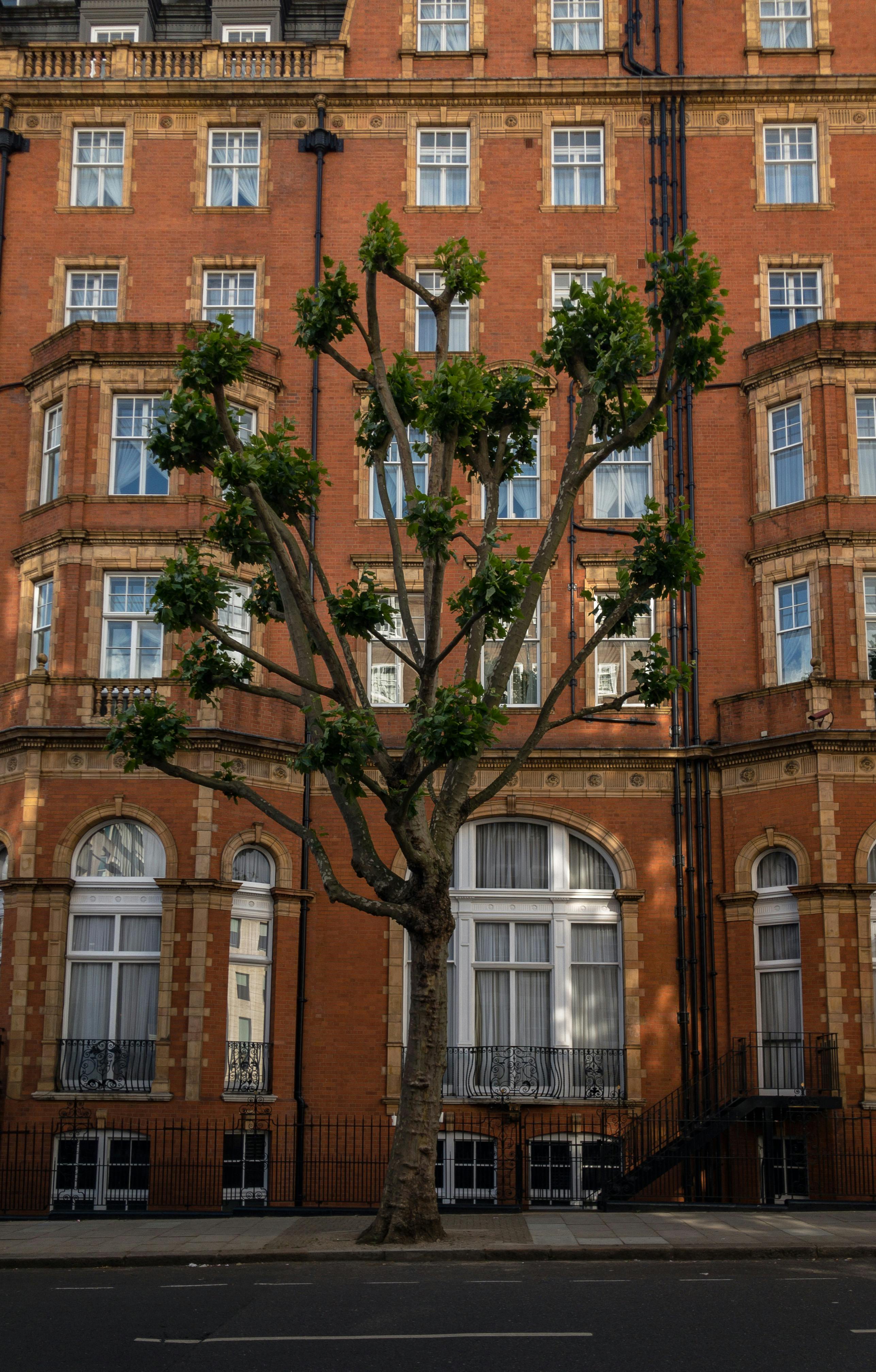 Tree on Street · Free Stock Photo