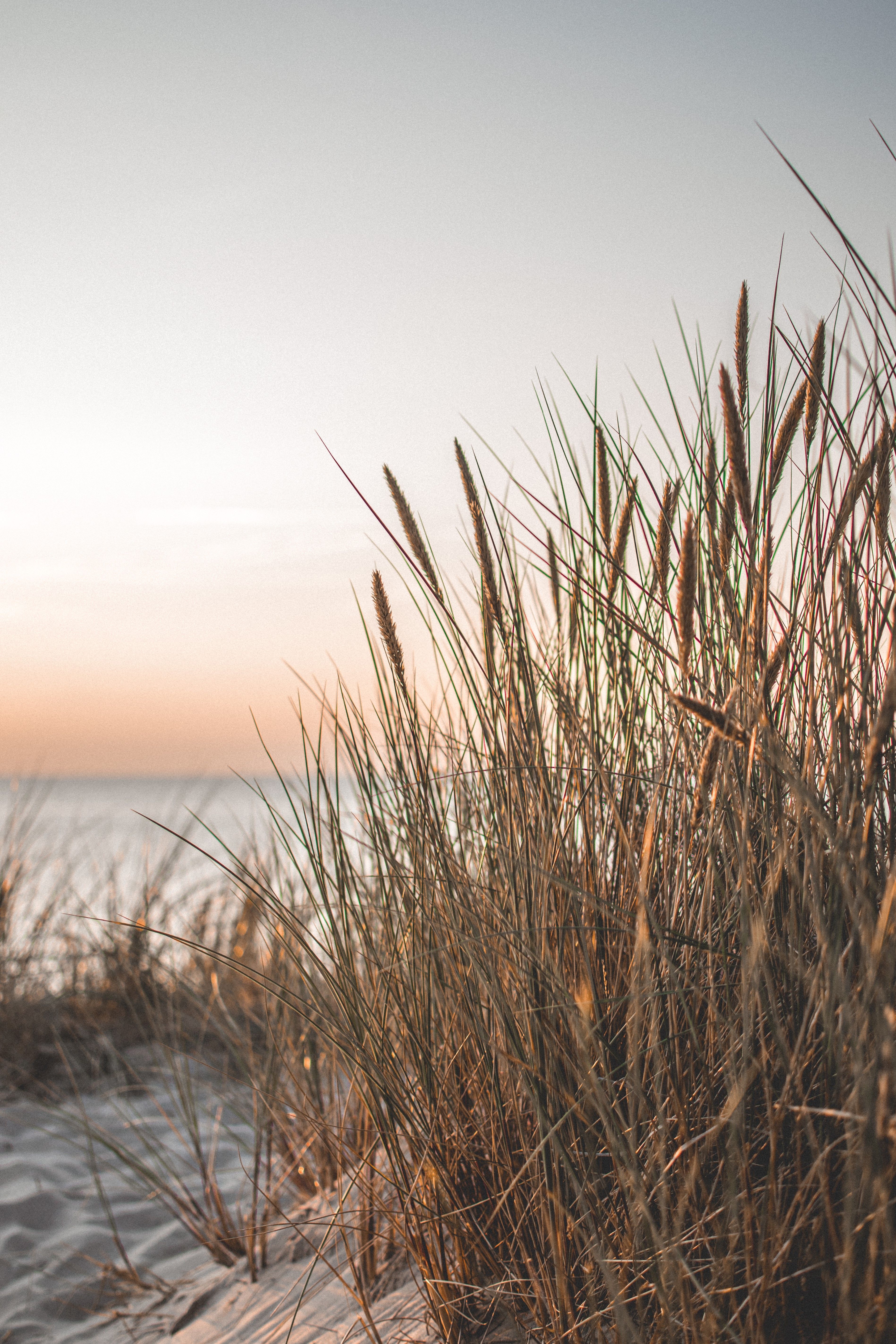 Grass at Beach · Free Stock Photo