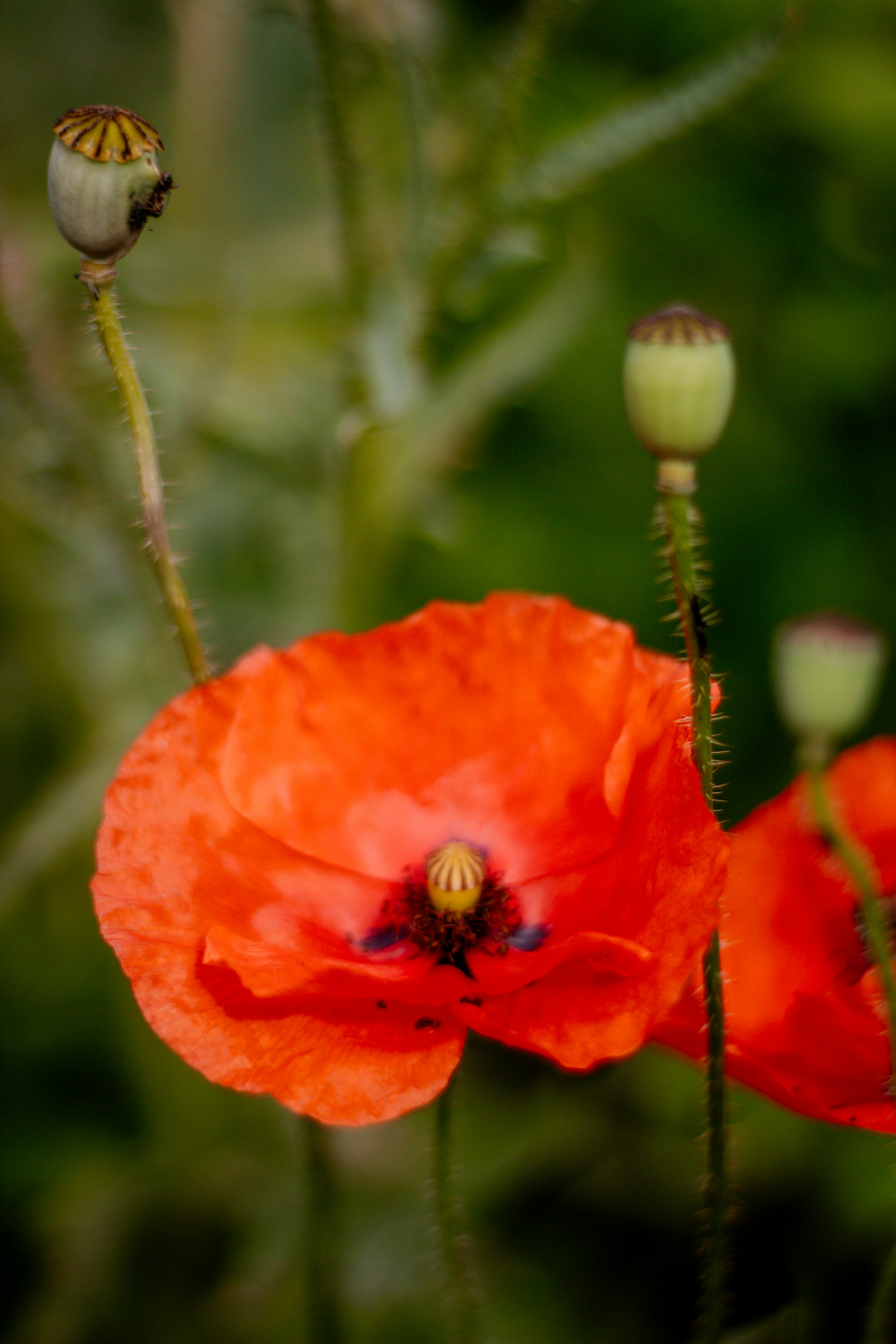 Red Wild Flowers in Black Background · Free Stock Photo