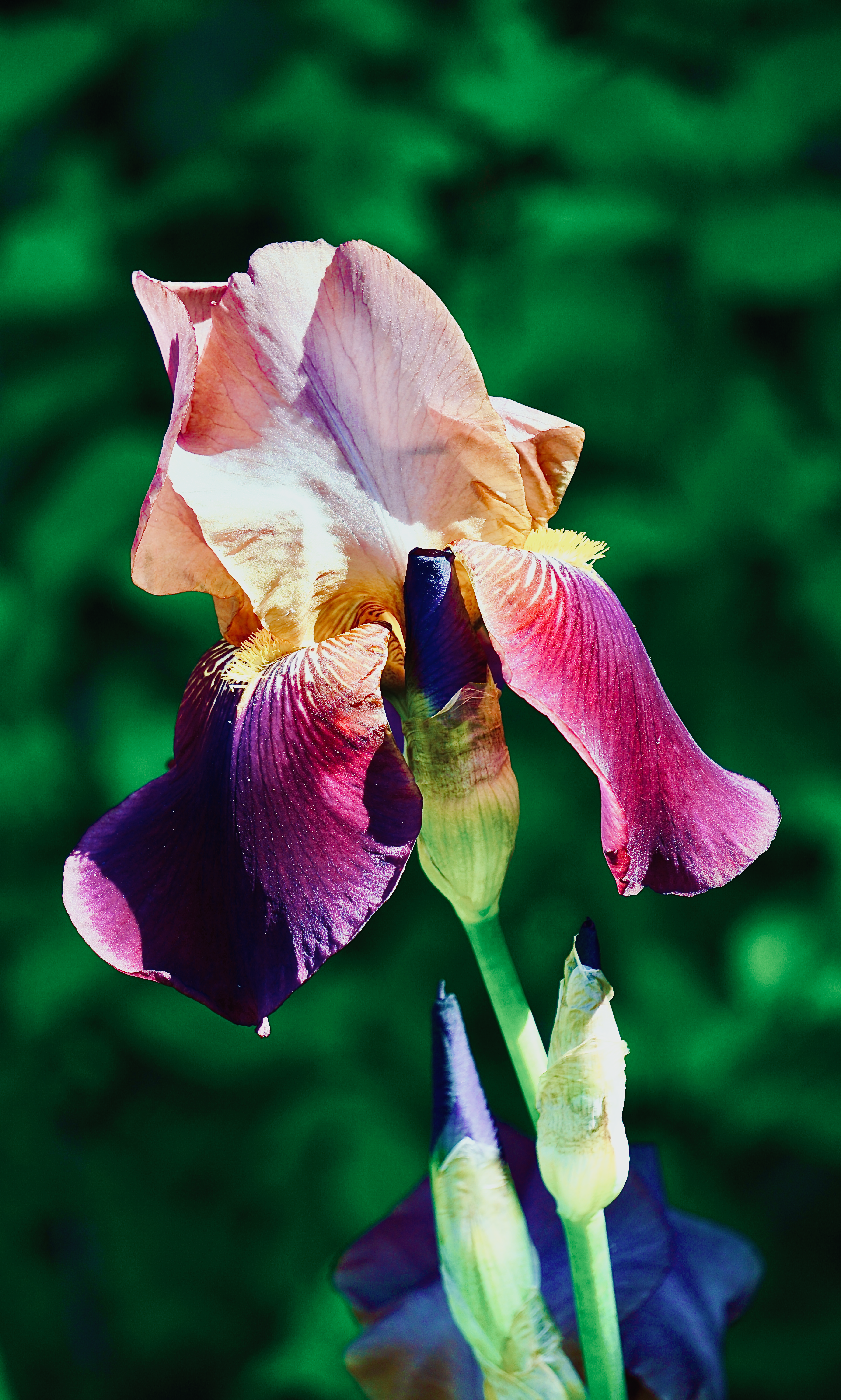 Close up of Colorful Flower · Free Stock Photo