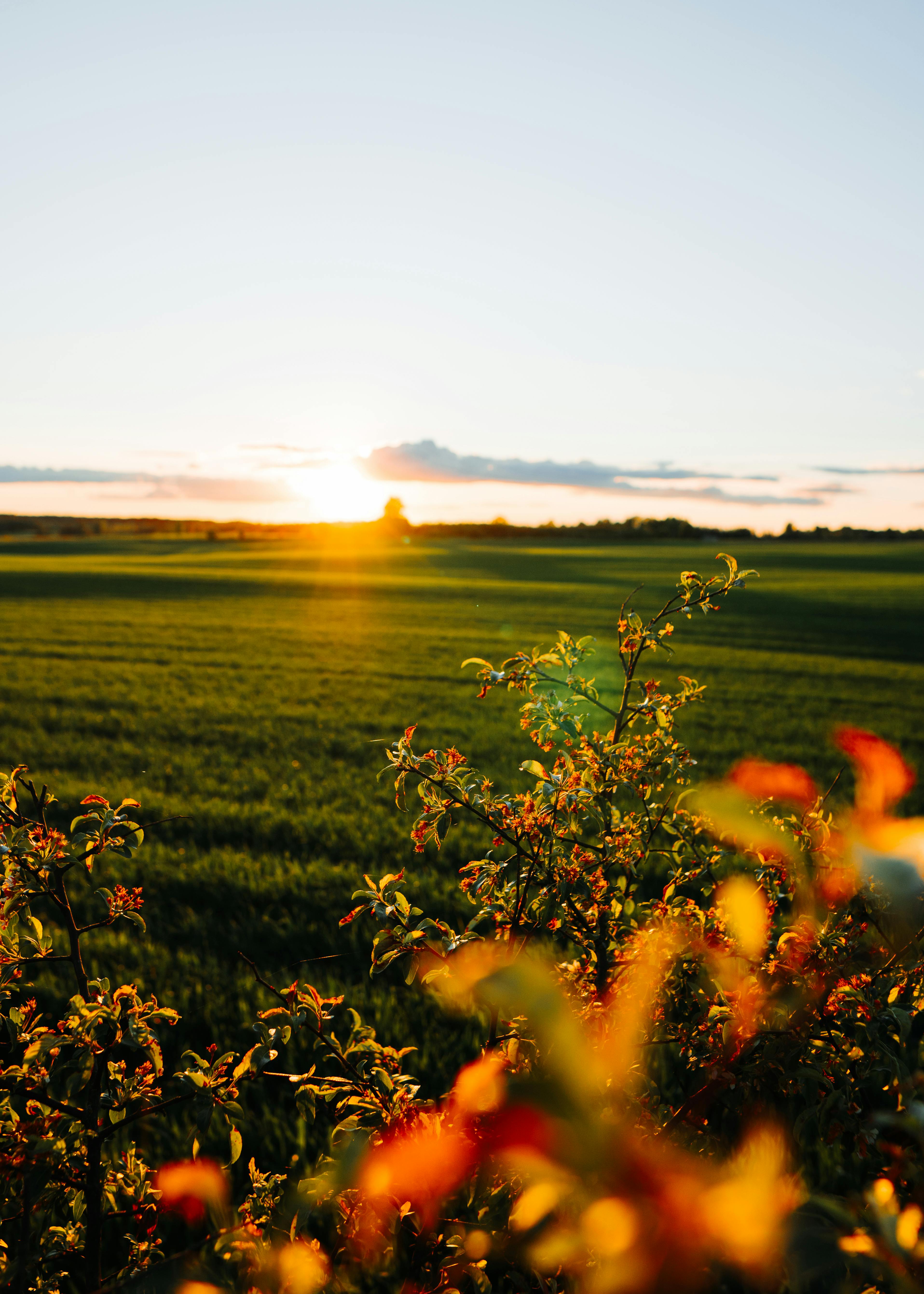Sunrise Over Field