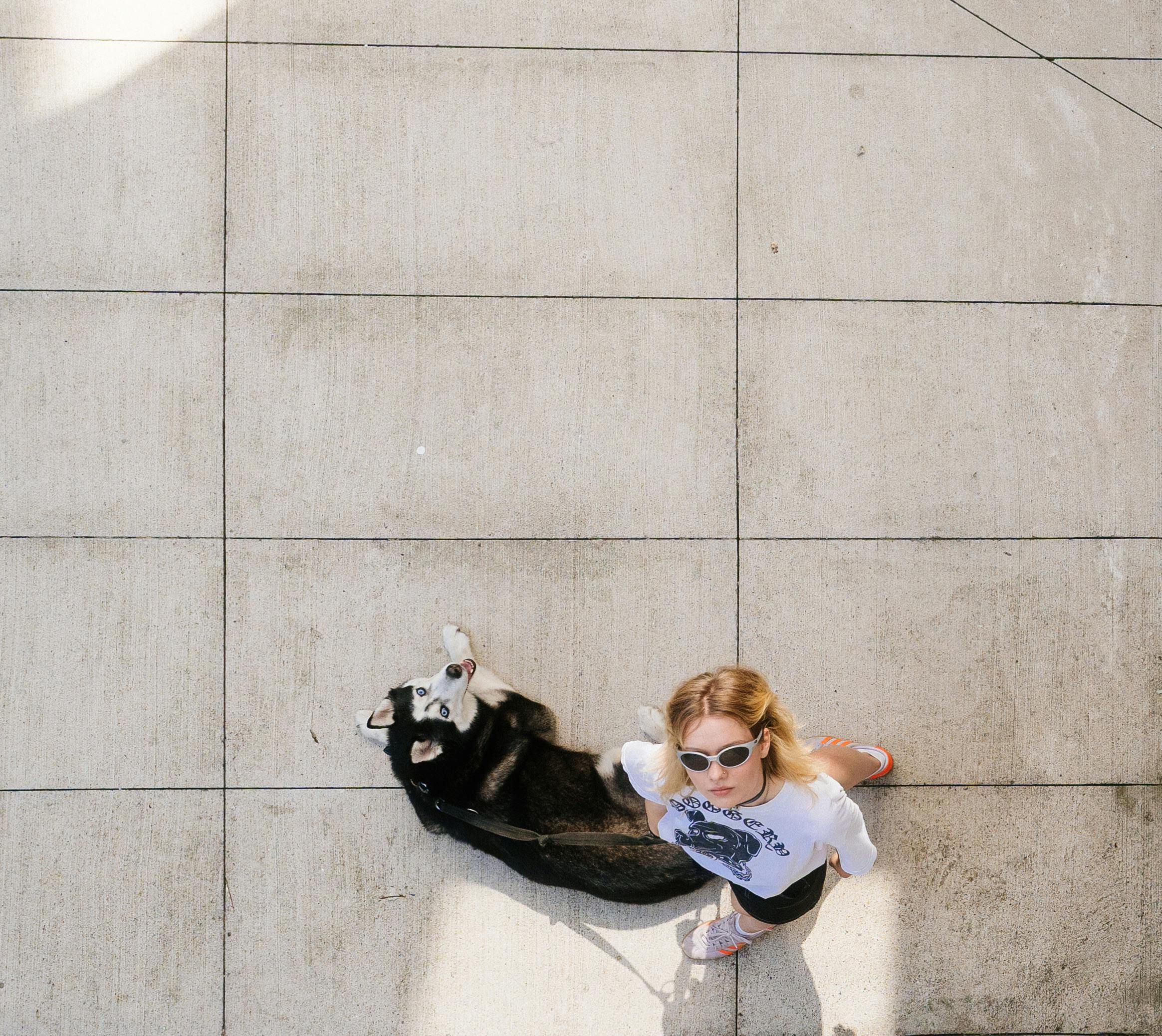 A dog wearing Christmas ribbons · Free Stock Photo