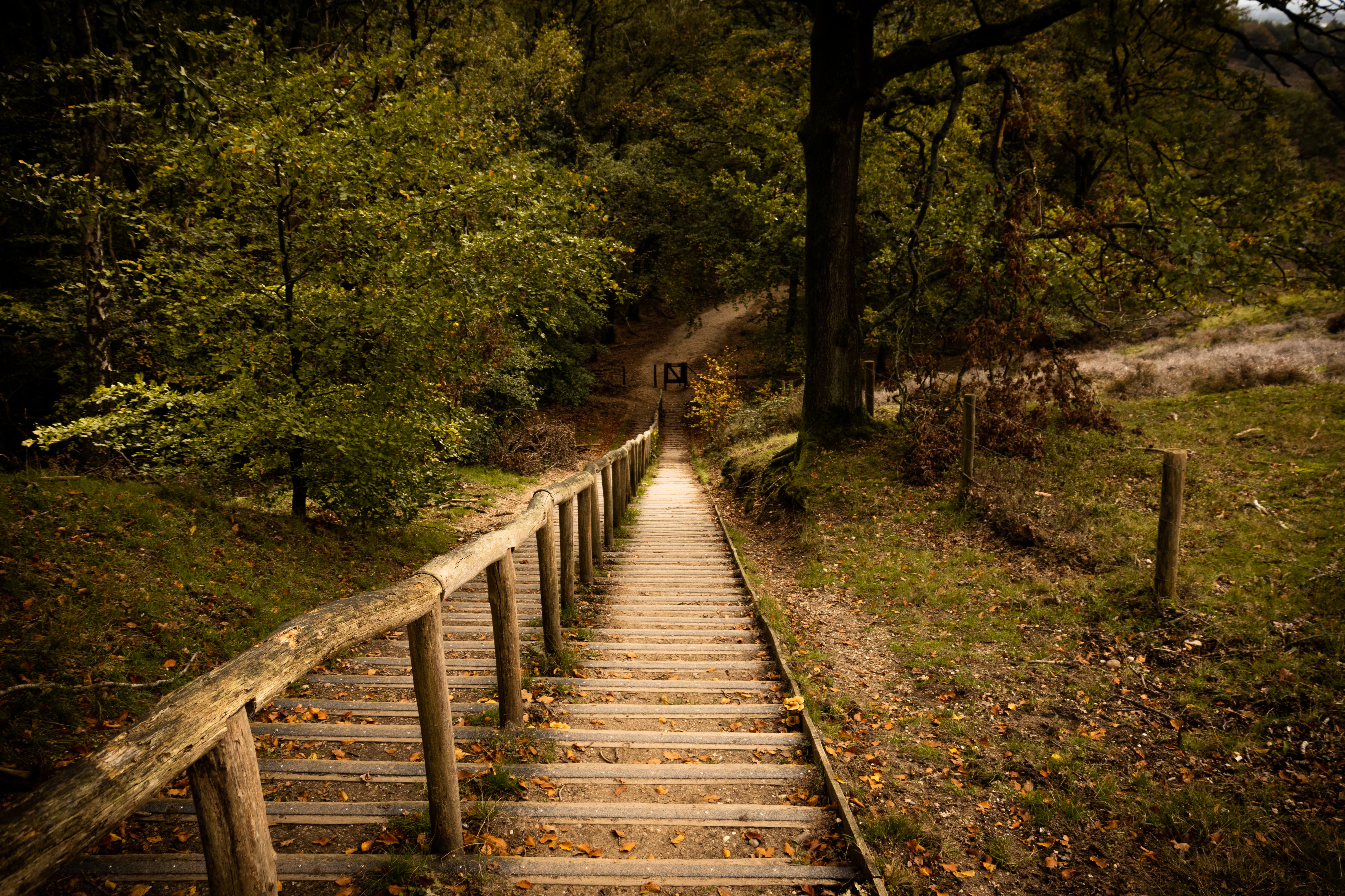 Forrest Landscape Photos, Download The BEST Free Forrest Landscape ...