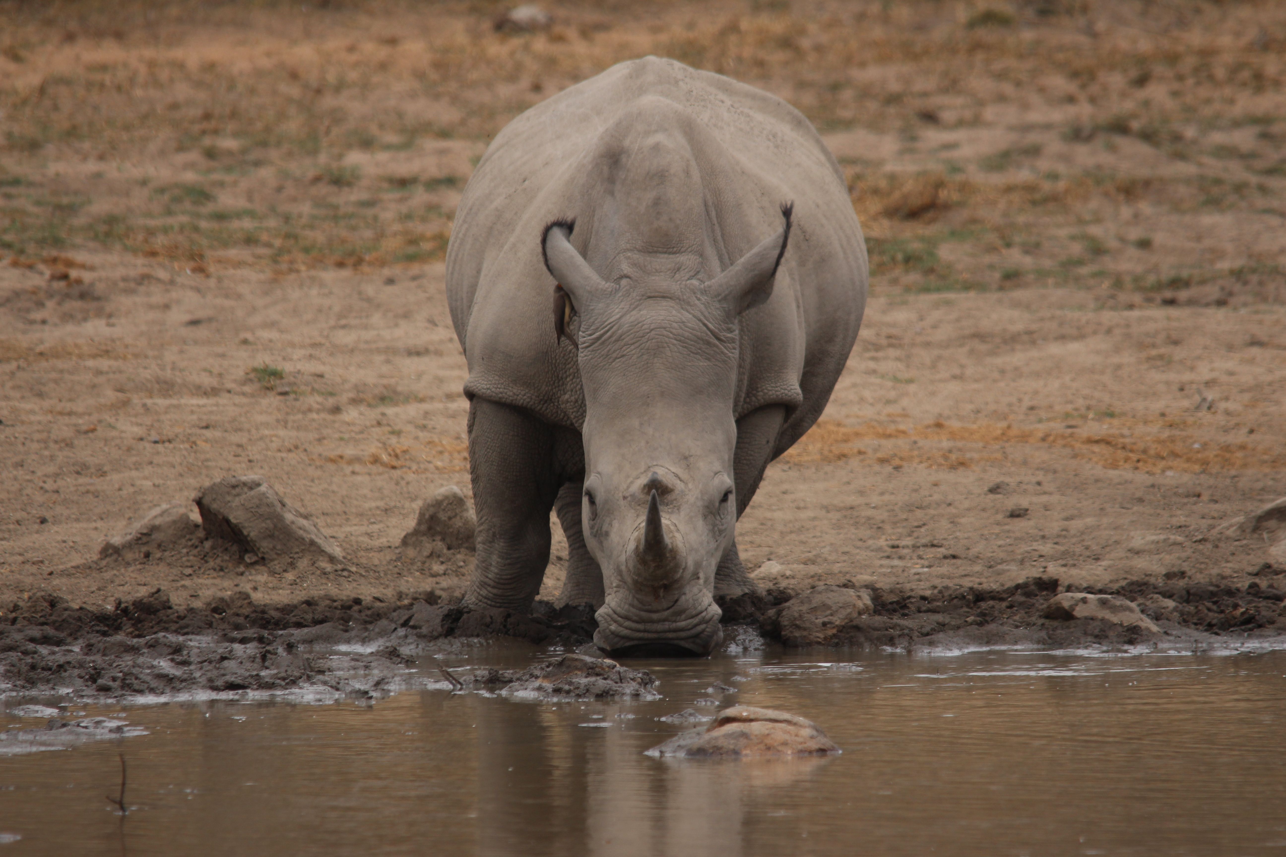 Rhinocéros Photos, Download Free Rhinocéros Stock Photos & HD Images