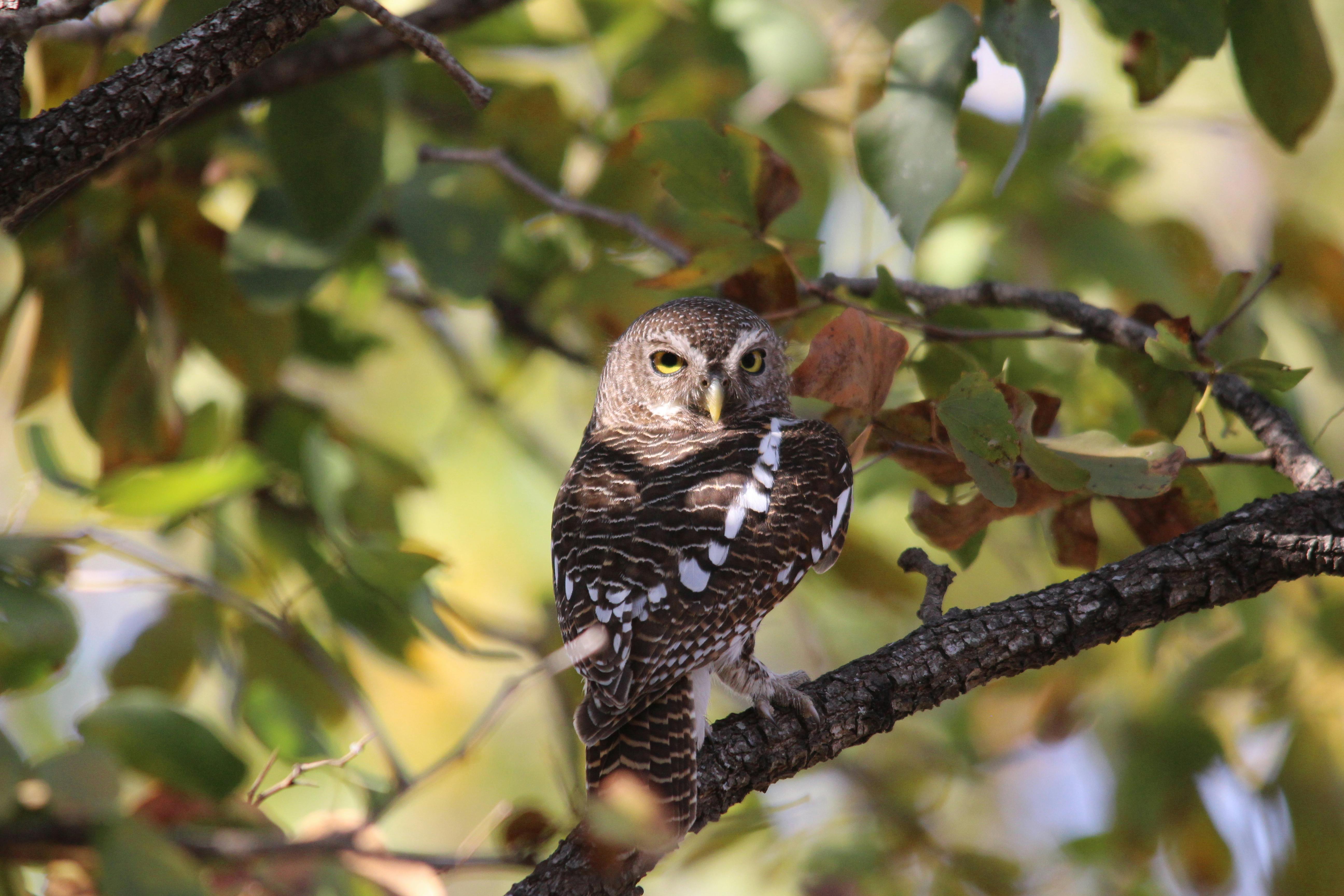 Owl Perched on a Tree Branch · Free Stock Photo