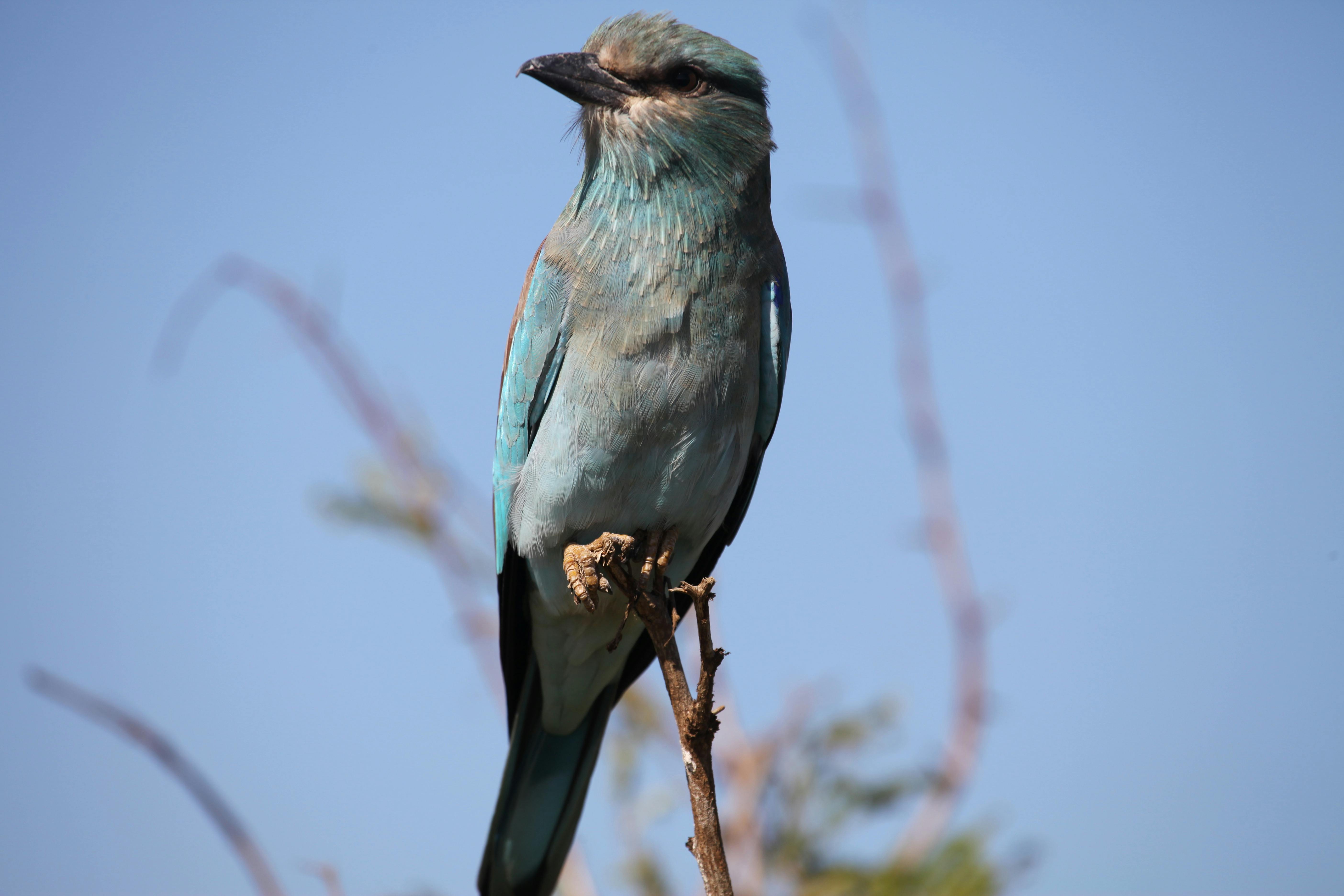 European Roller Photos, Download The BEST Free European Roller Stock ...