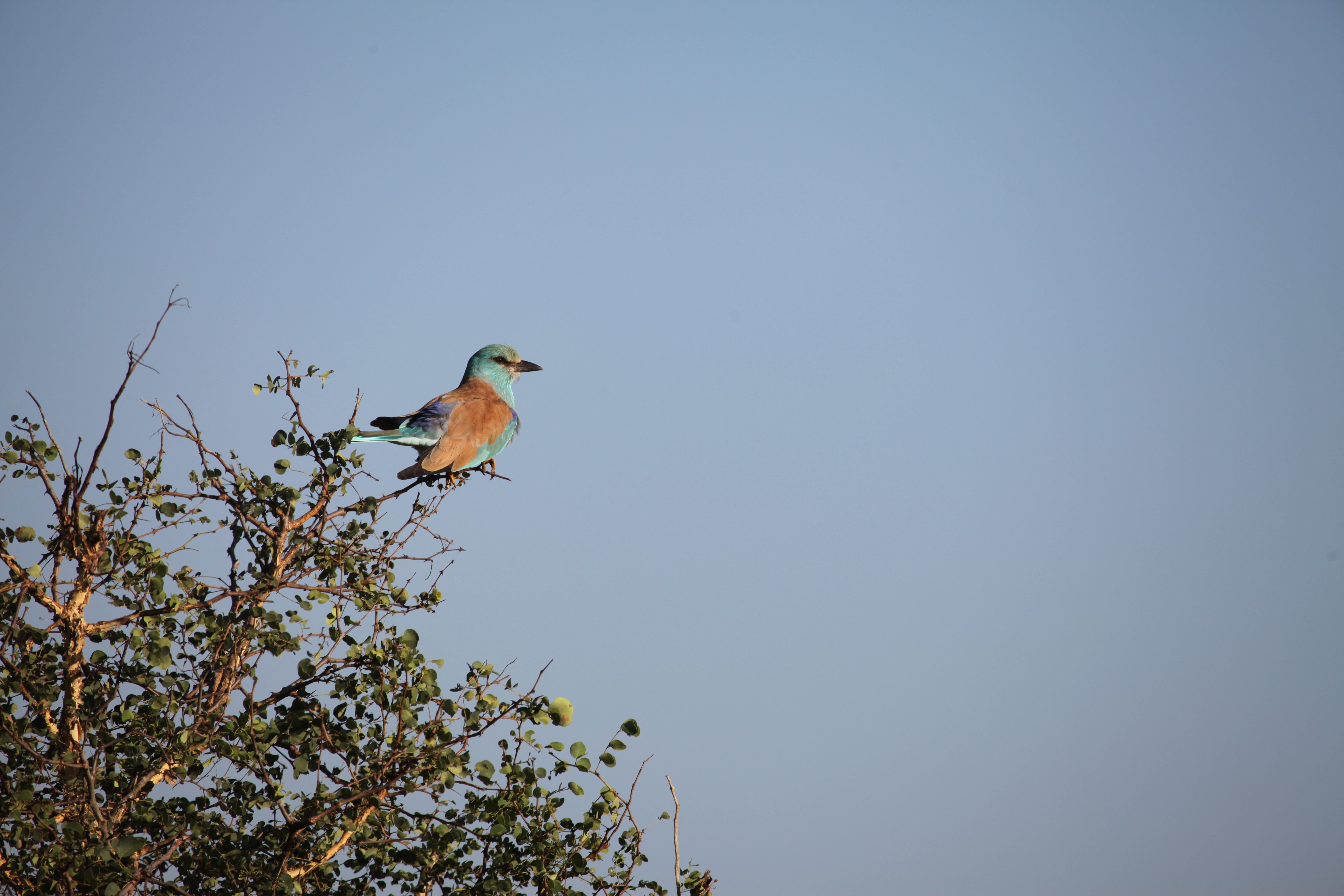 European Roller Bird Perched on Top of a Tree · Free Stock Photo