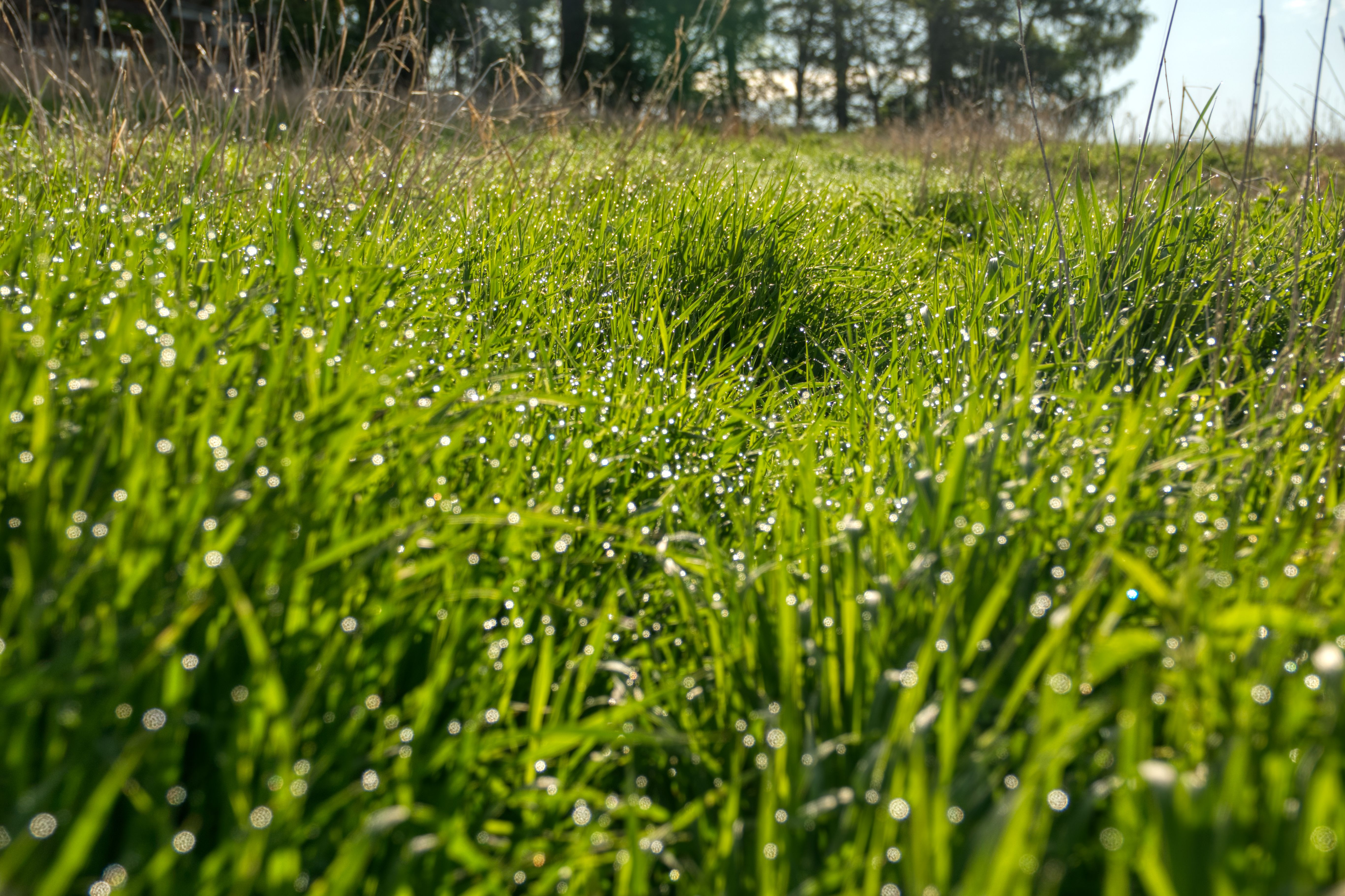 Grass in Dew · Free Stock Photo