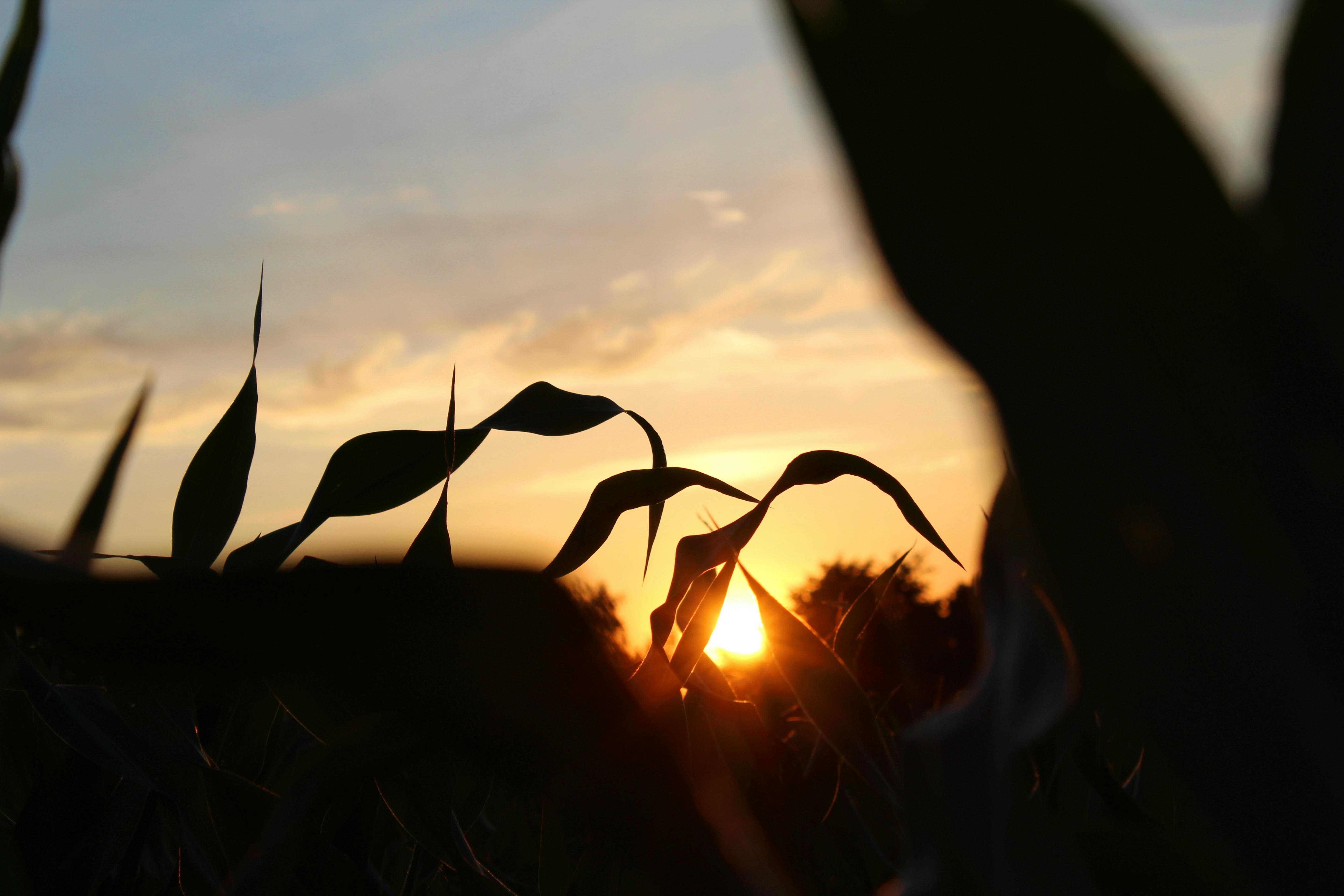 Sunset Seen From Behind Plant Silhouettes · Free Stock Photo