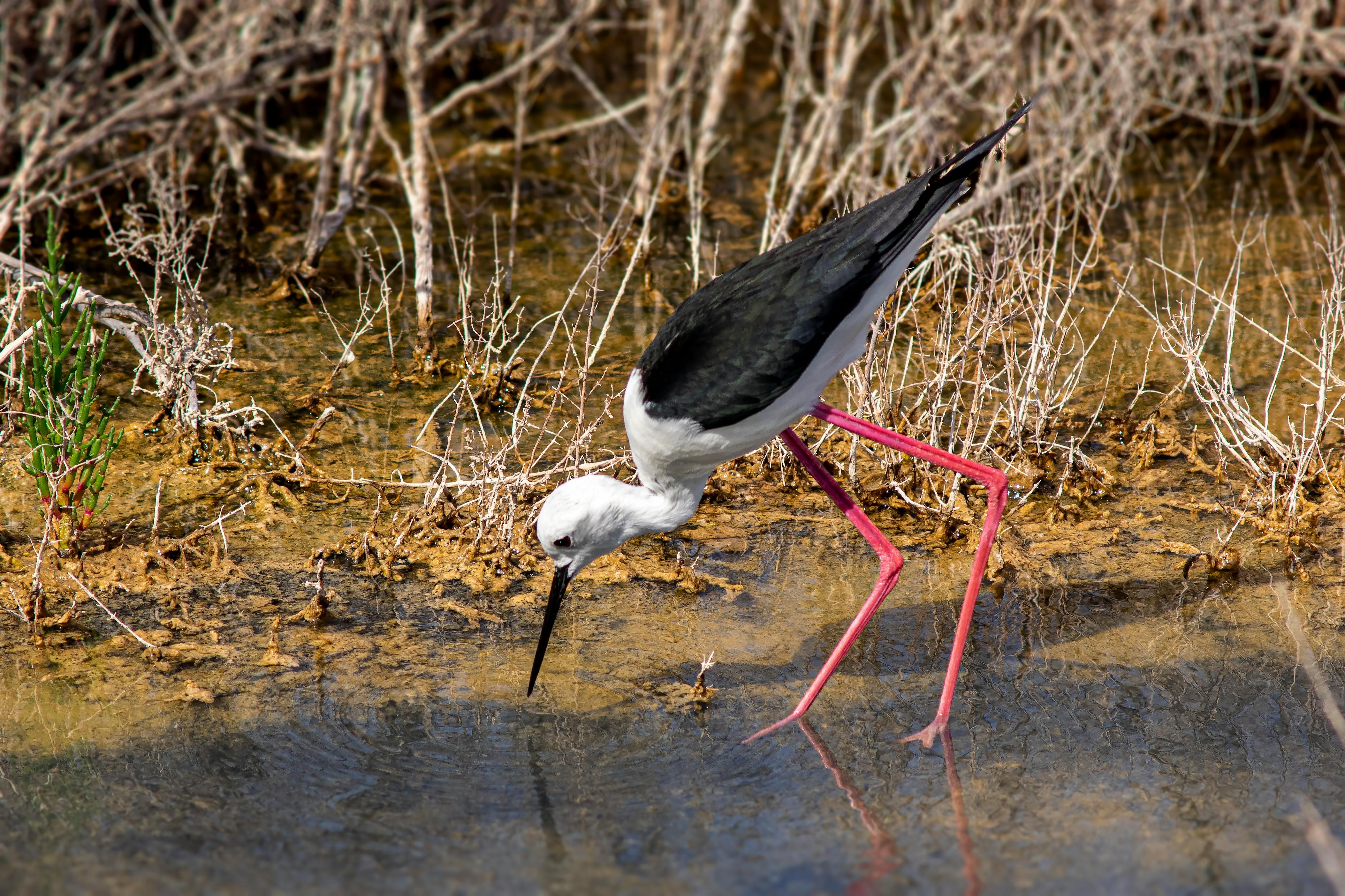 Black-Winged Stilt Bird Standing on Shallow Water · Free Stock Photo