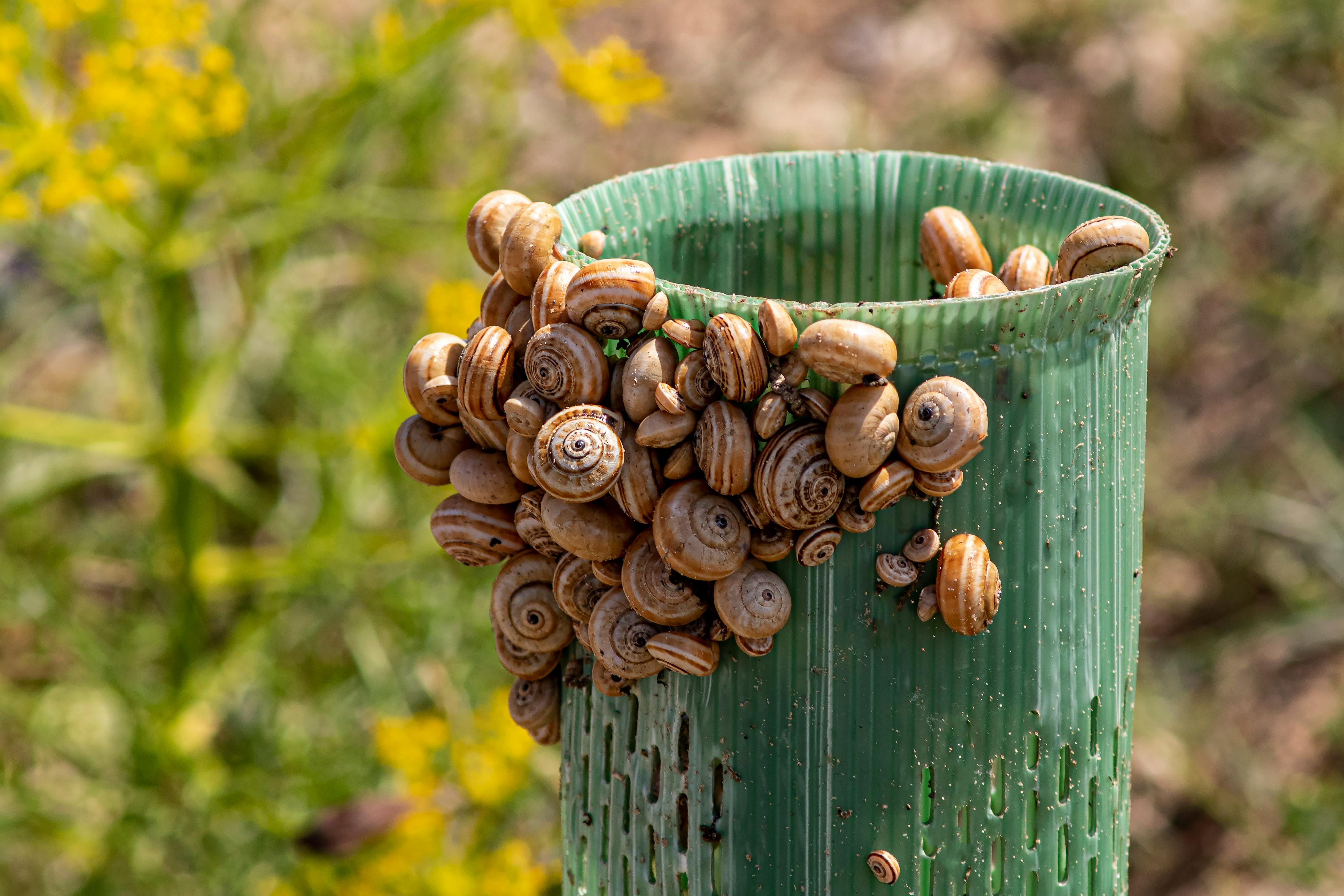 Snails on a Plastic Container · Free Stock Photo